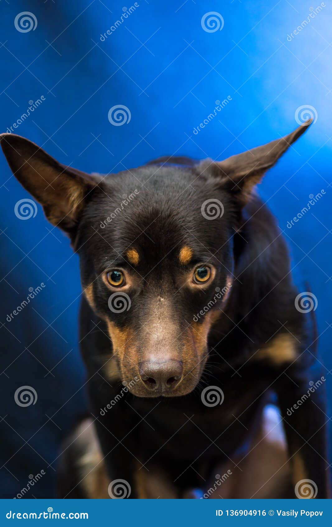 Australian Kelpie Portrait on Blue and Purple Background Stock Photo ...