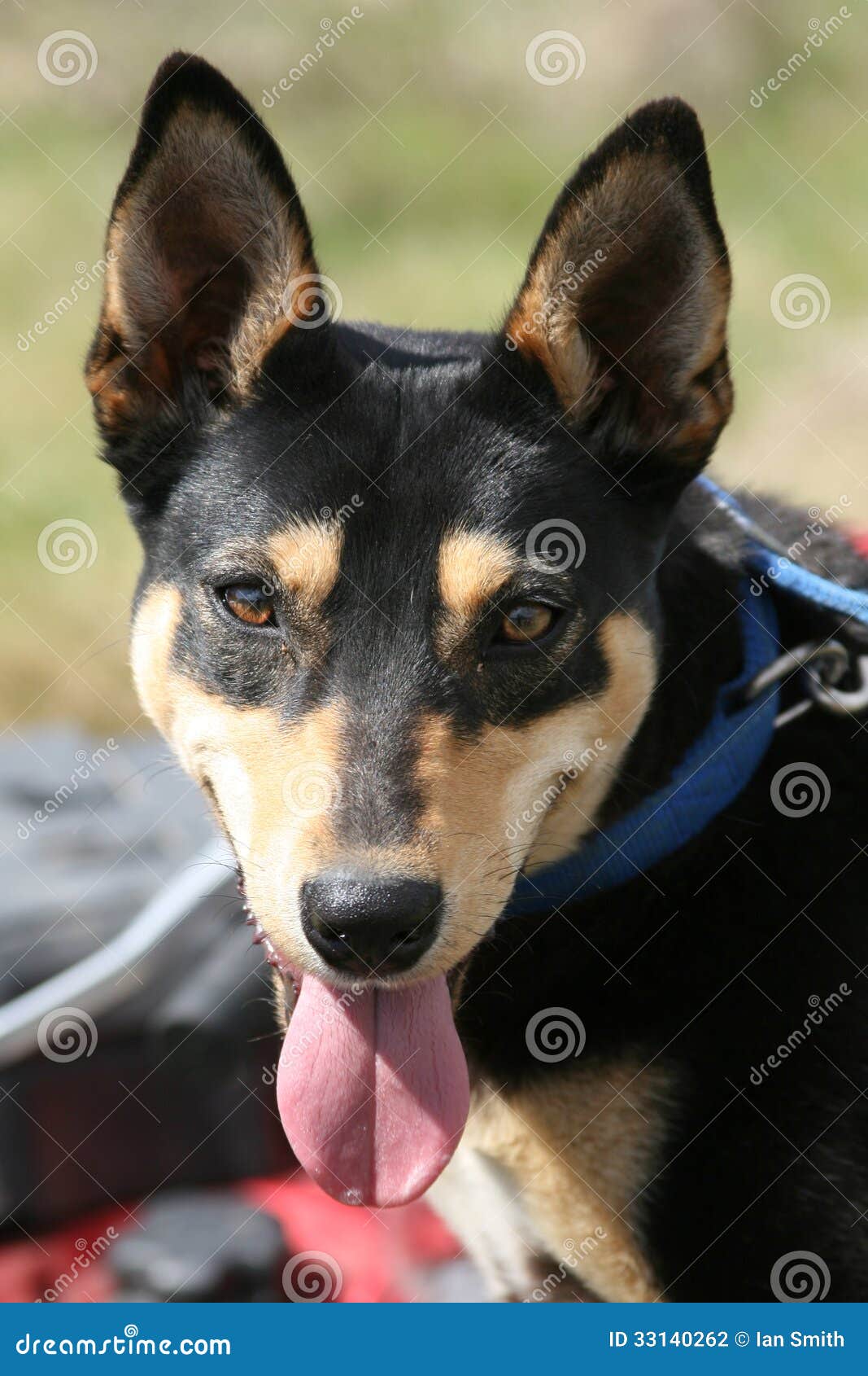 Australian Kelpie stock photo. Image of kelpie, friend - 33140262
