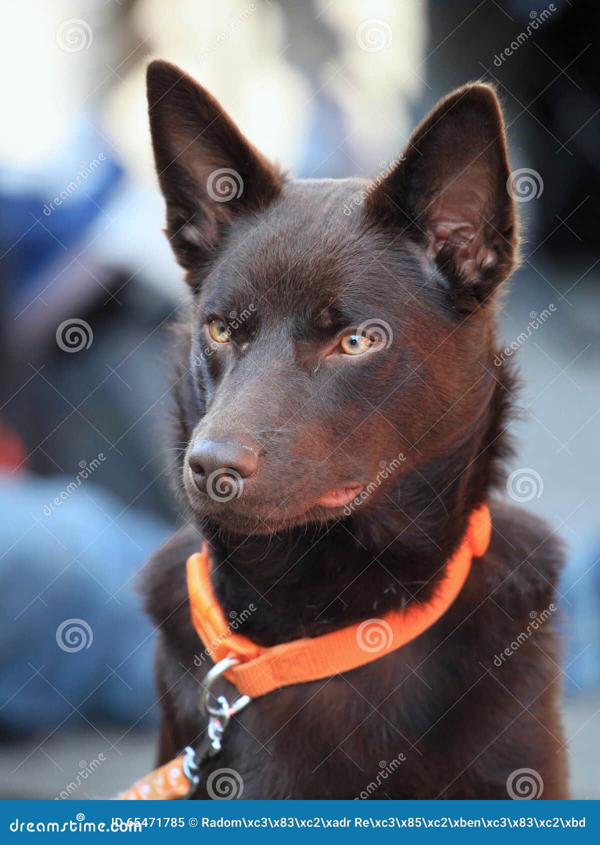 Australian Kelpie on a Street Stock Image - Image of fluffy, lovely ...
