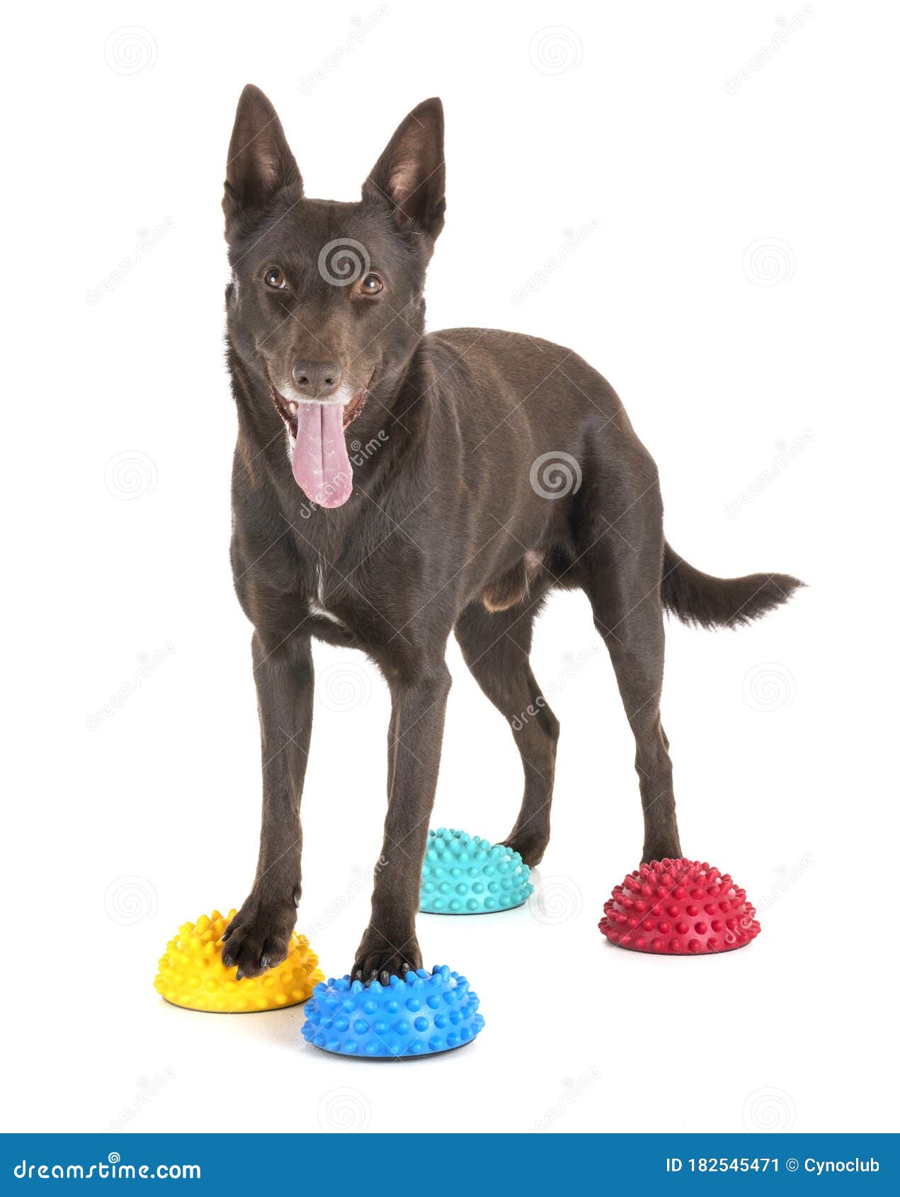 Australian Kelpie in Studio Stock Image - Image of purebred ...