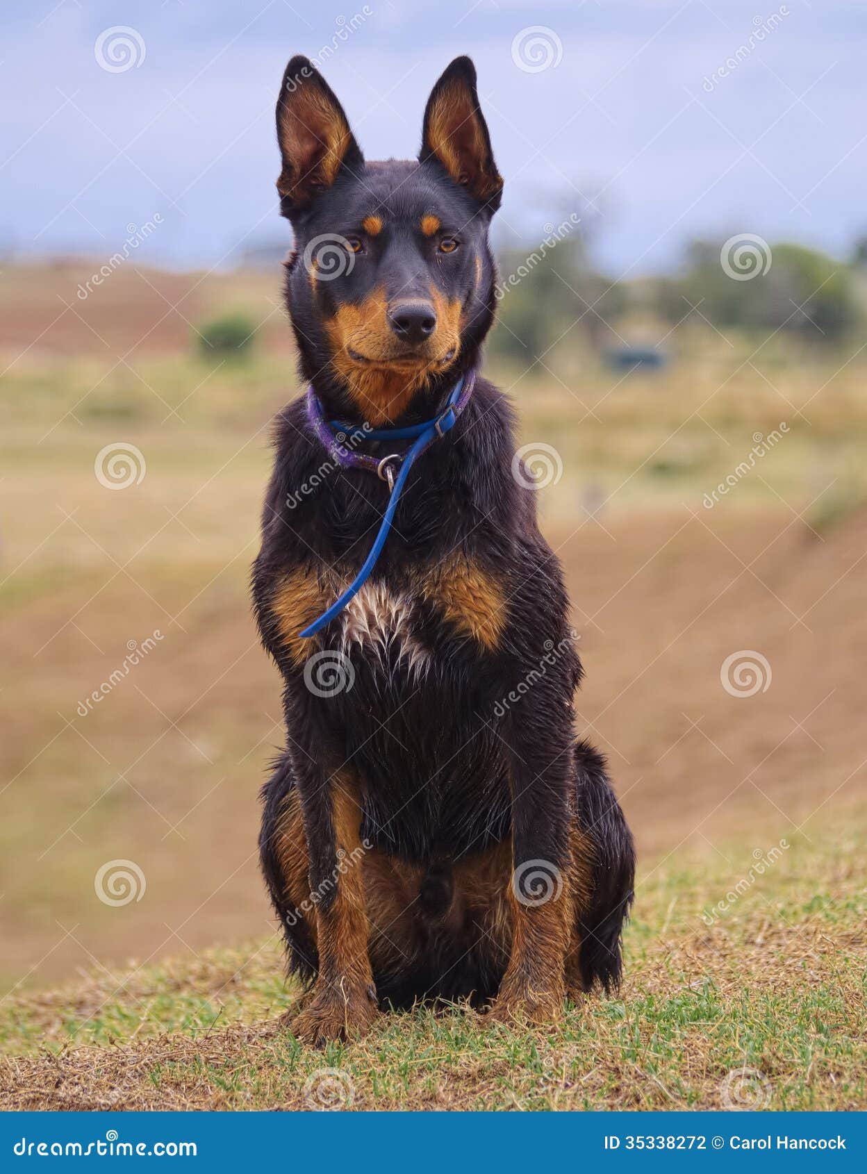 Australian Cattle Dog Doberman Mix