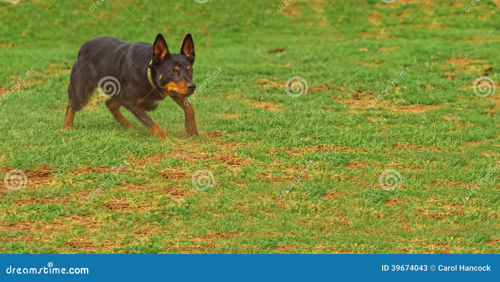 An Australian Kelpie Working with Focus. Stock Image - Image of black ...