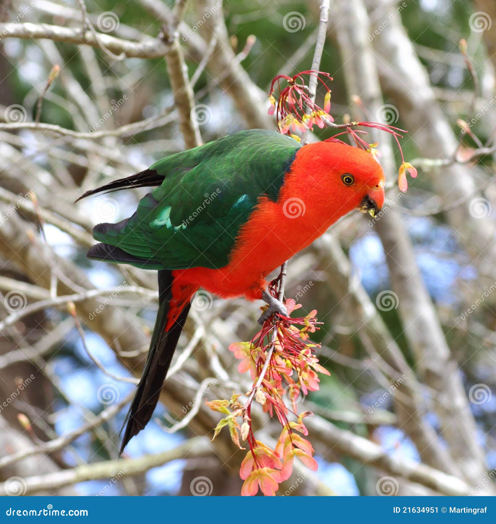 King Parrot Bird on Fruiting Twig, Colorful Australian Wildlife Stock ...