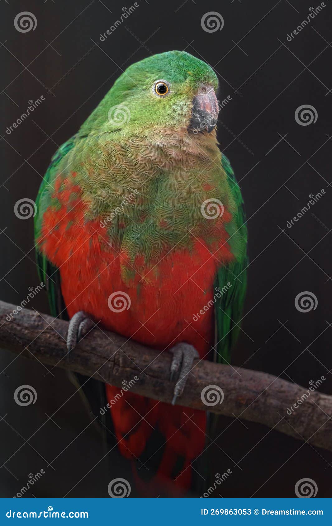 Australian king parrot stock image. Image of animal - 269863053