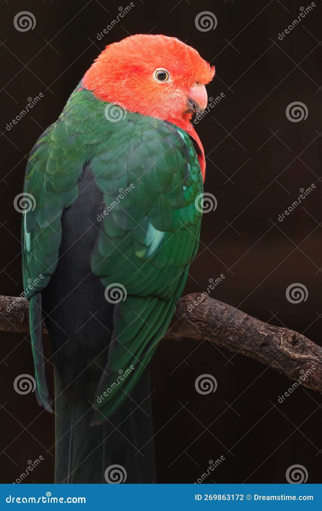 Australian king parrot stock photo. Image of exotic - 269863172