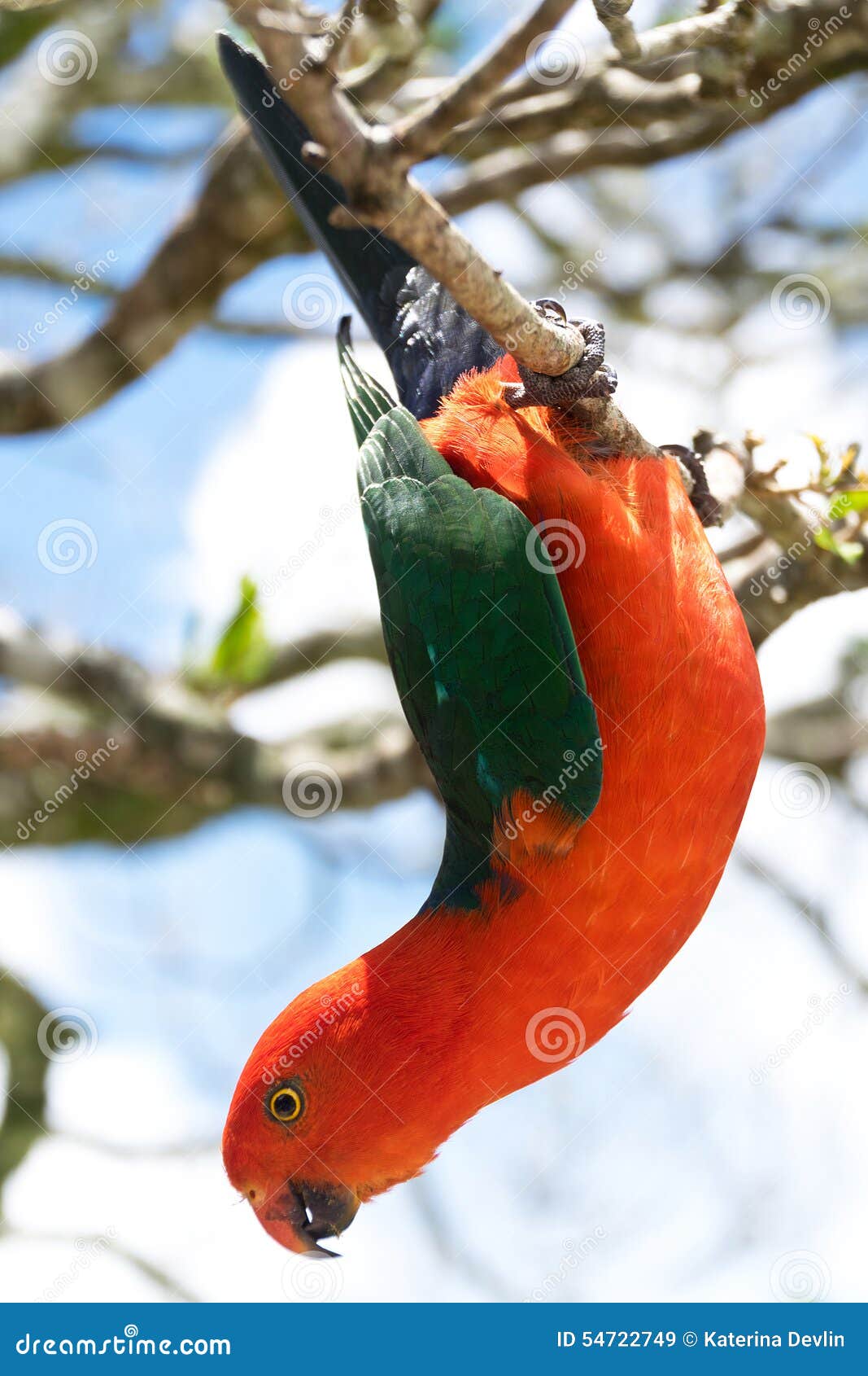 Parrot Hanging From A Fence Royalty-Free Stock Photo | CartoonDealer ...