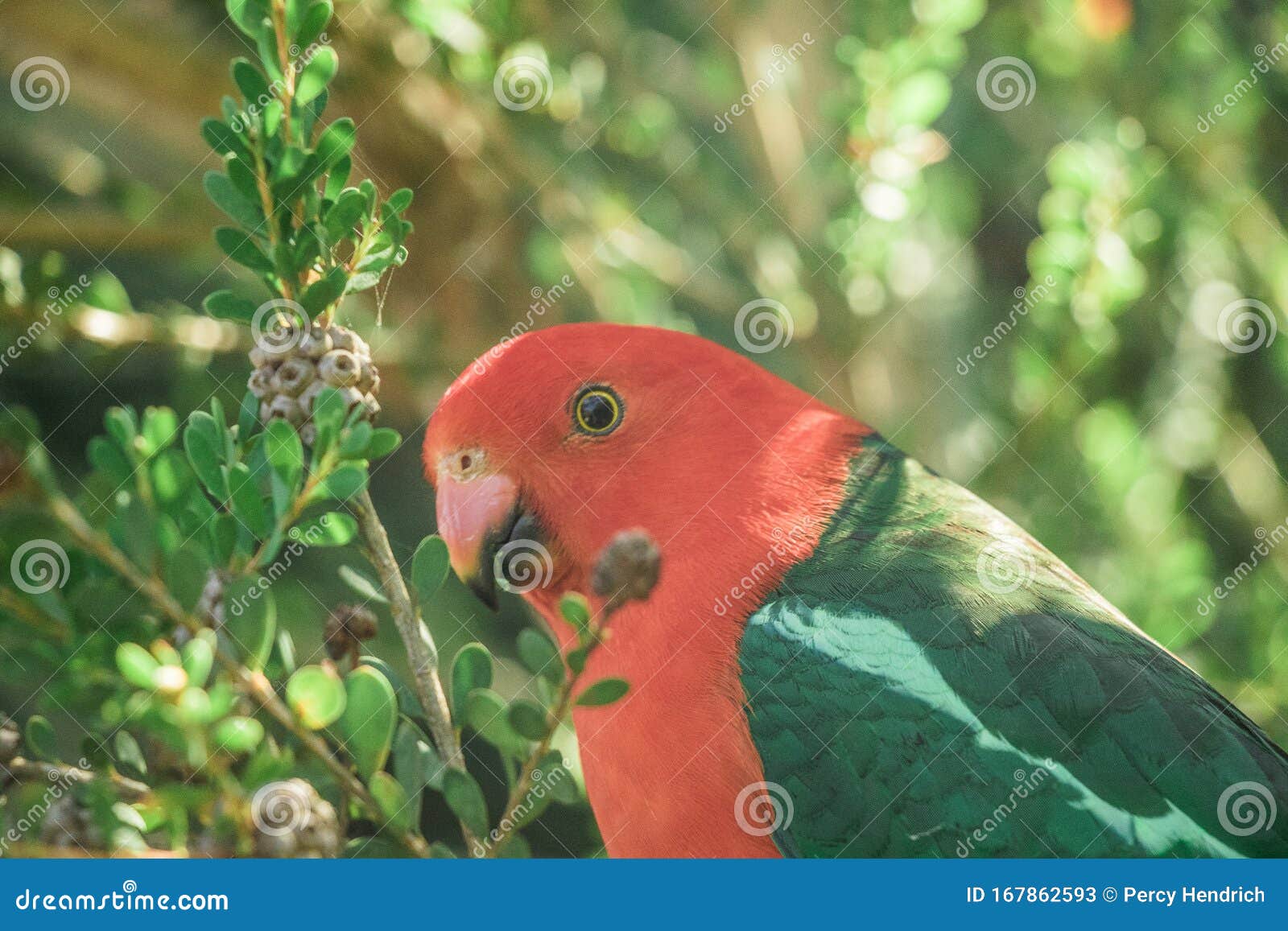 The Australian King Parrot, Red and Green Colors Stock Image - Image of ...