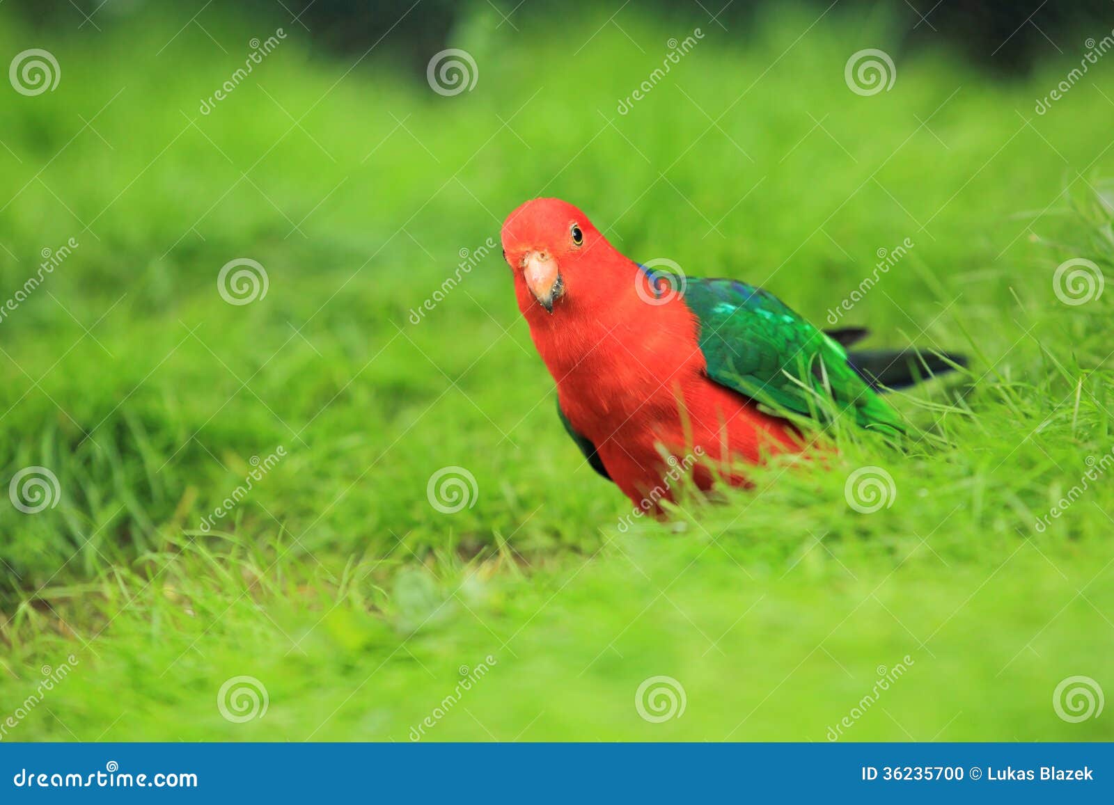 Australian king parrot stock photo. Image of australia - 36235700