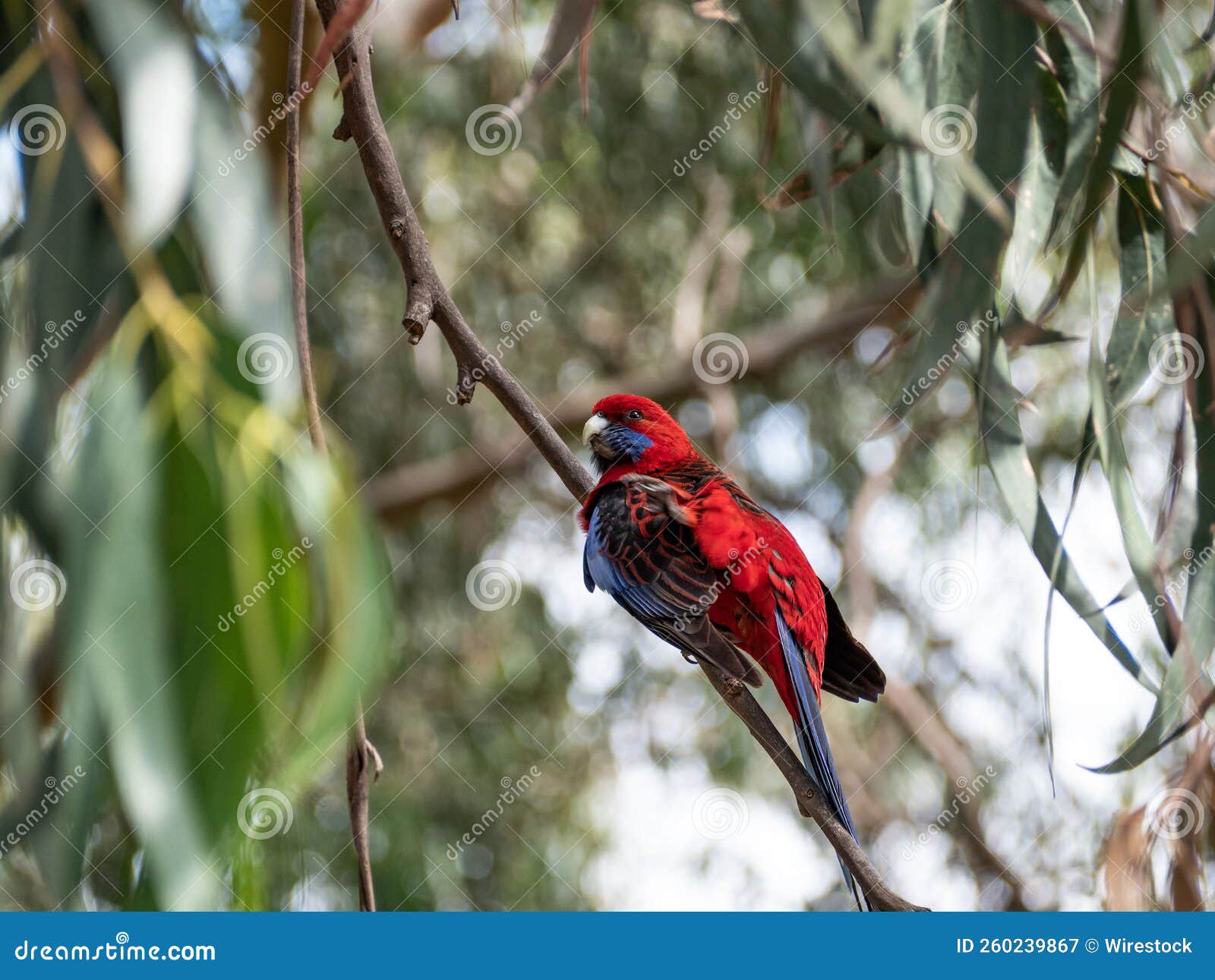 Australian King Parrot on a Tree Branch Stock Image - Image of tree ...