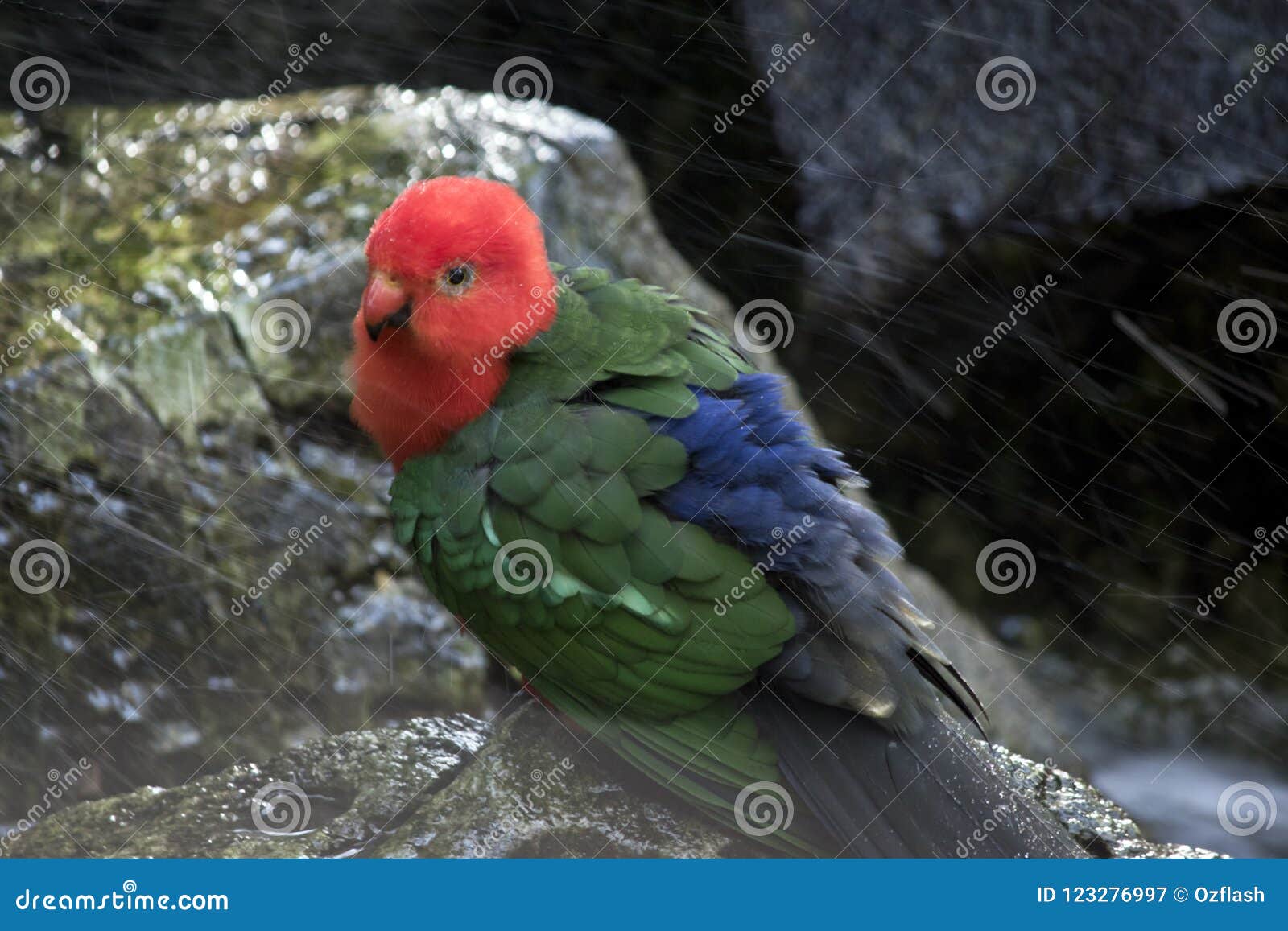 Australian king parrot stock image. Image of yellow - 123276997