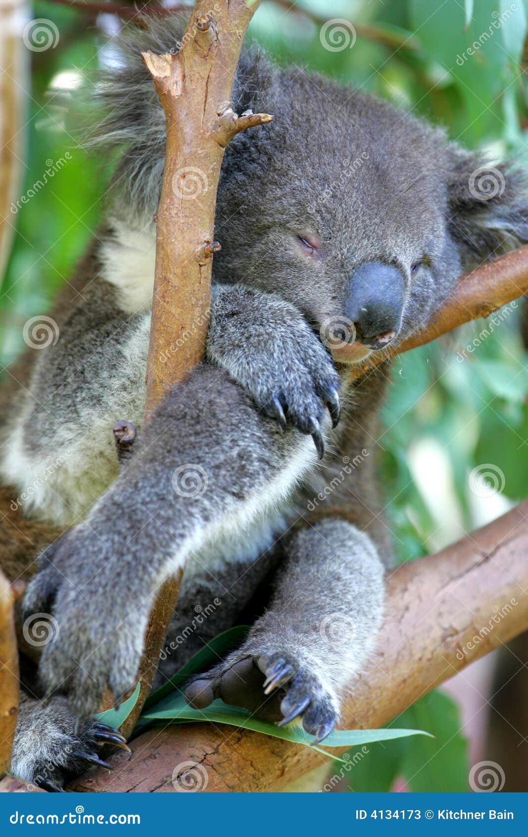 Australian Koala stock image. Image of australia, native - 4134173