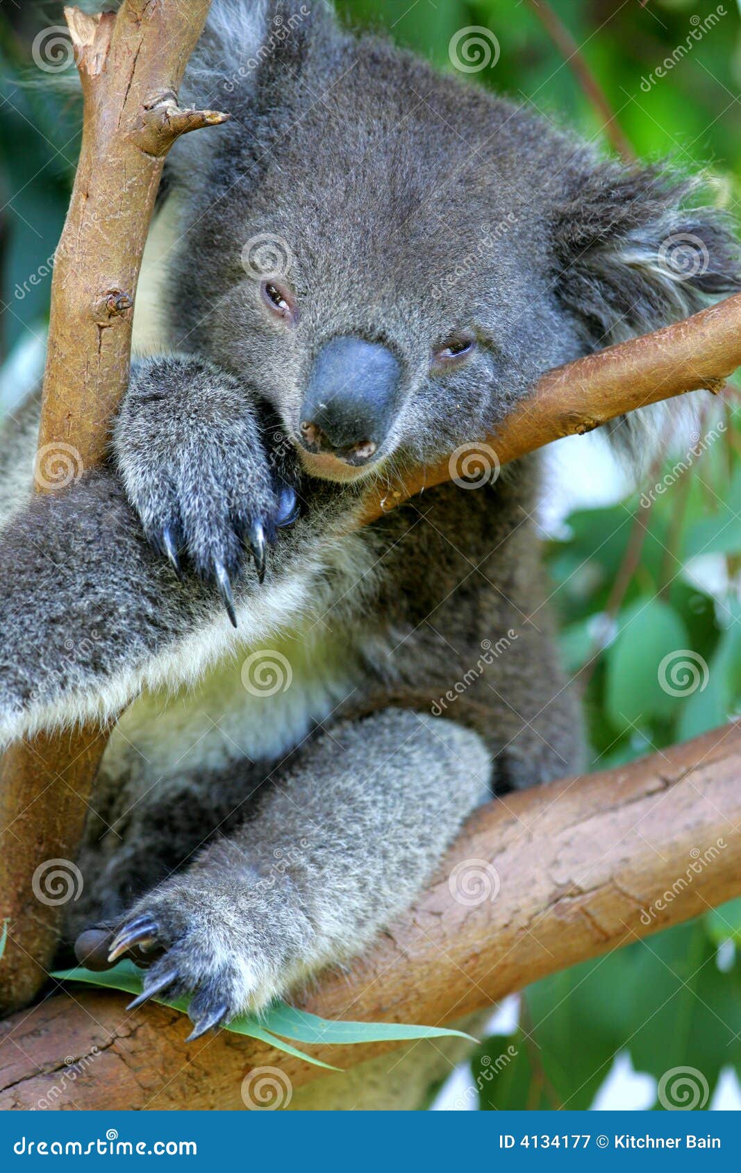 Australian Koala stock image. Image of australian, koalas - 4134177