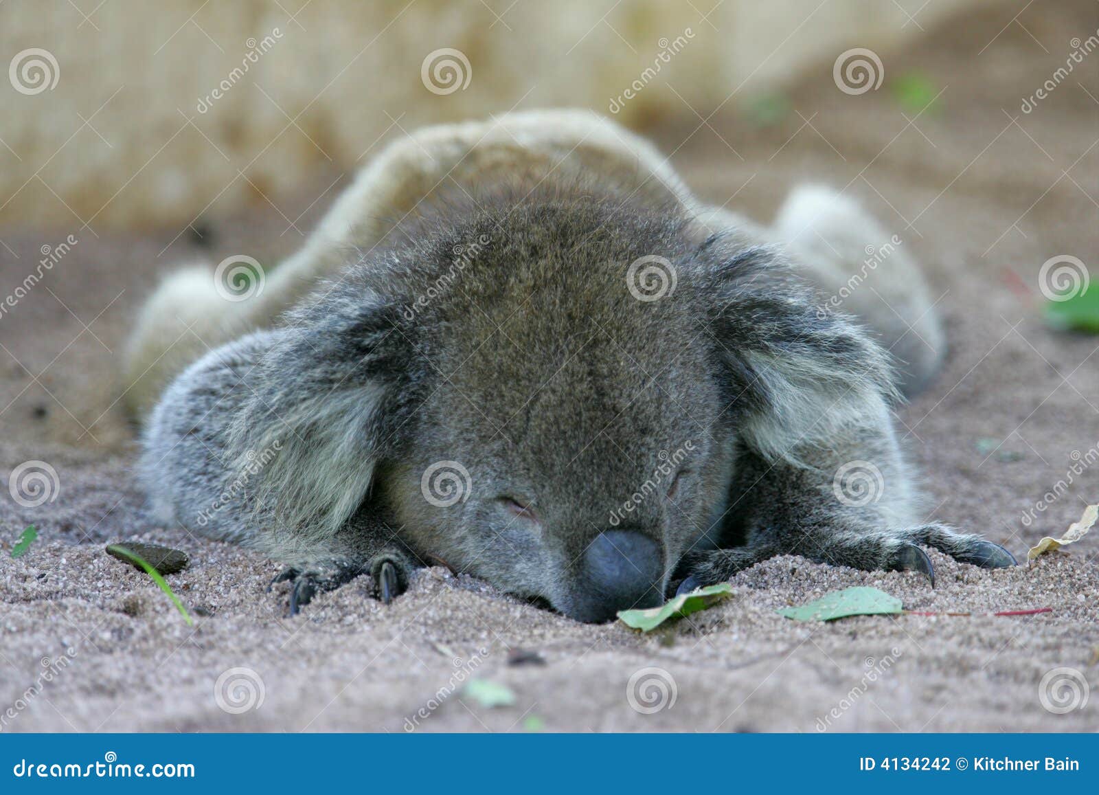 Australian Koala stock photo. Image of nature, koala, limb - 4134242