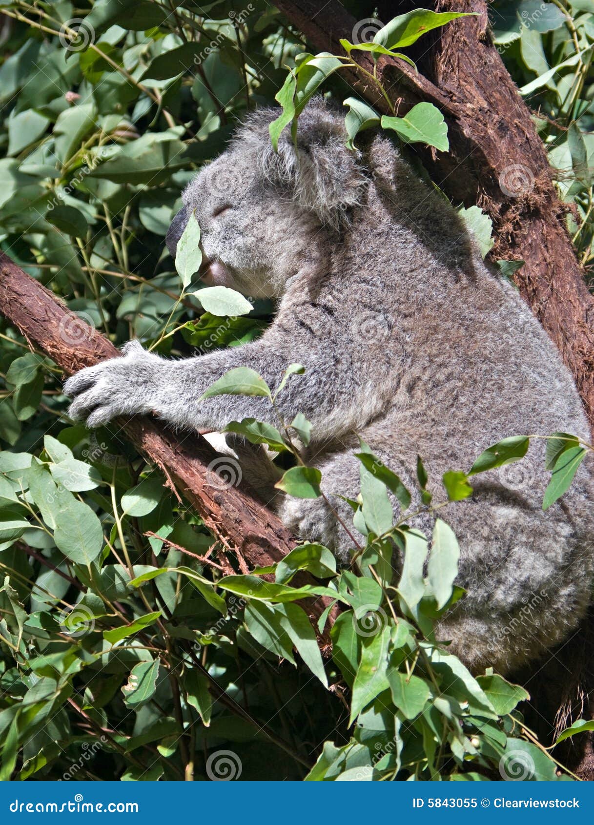 Australian koala stock image. Image of australian, nature - 5843055