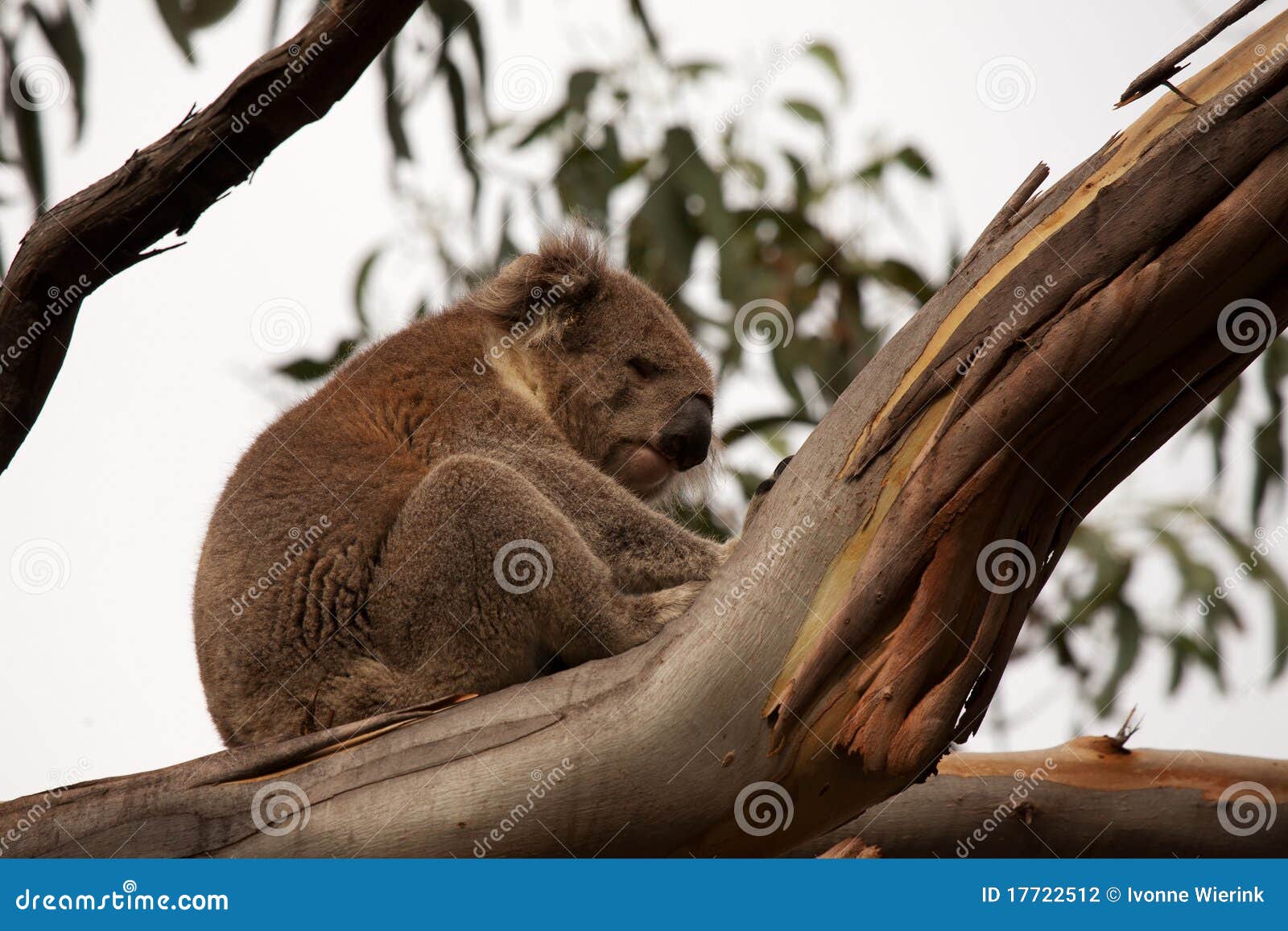 Australian Koala Bear Carrying Cute Baby Australia Royalty-Free Stock ...