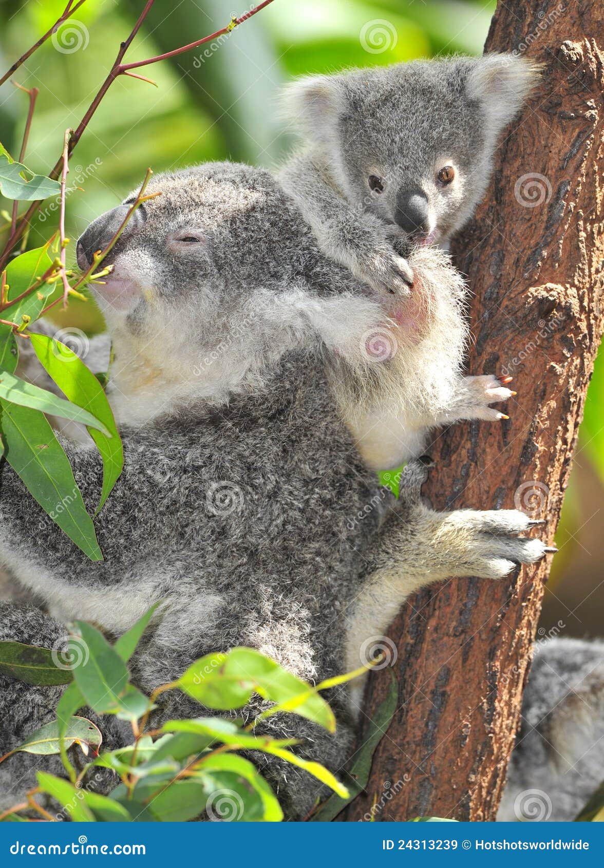 Australian Koala Bear with Cute Baby Australia Stock Image - Image of ...