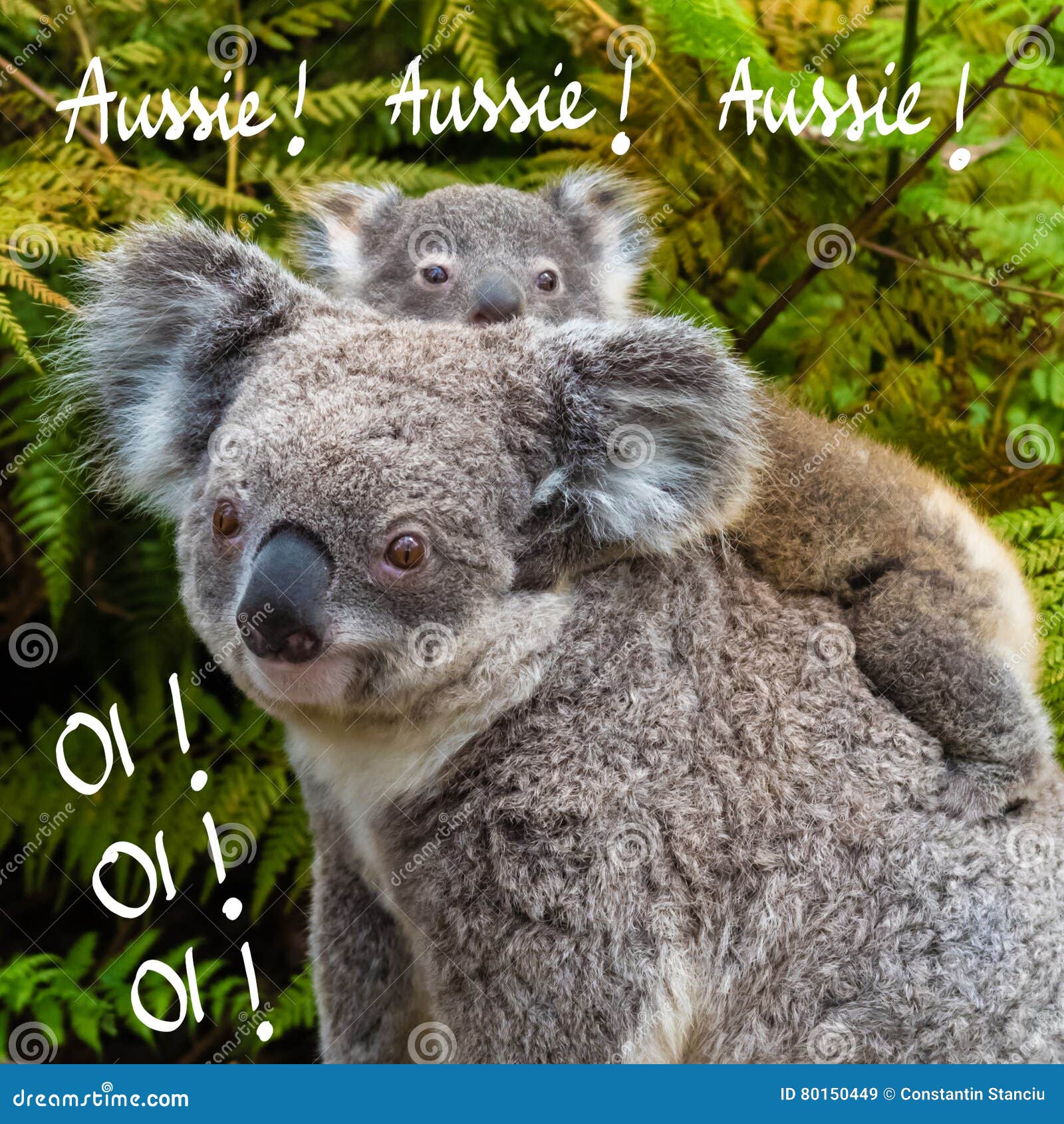 Australian Koala Bear Native Animal with Baby and Aussie, Aussie ...