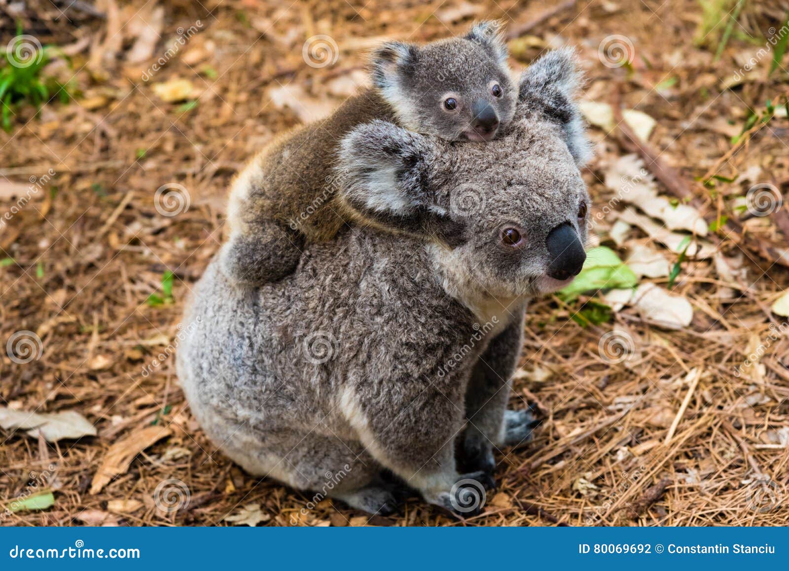 Australian Koala Bear Native Animal with Baby Stock Photo - Image of ...