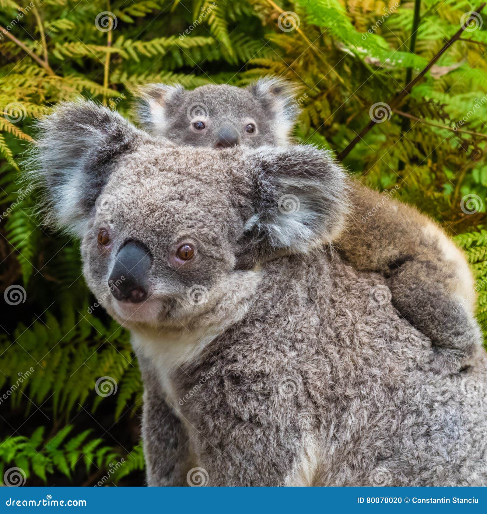 Australian Koala Bear Native Animal with Baby Stock Photo - Image of ...