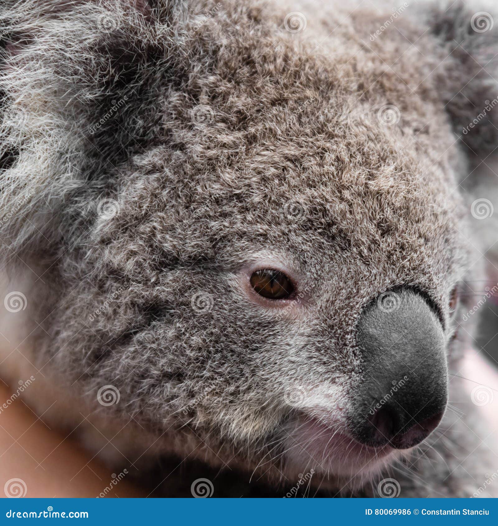 Australian Koala Bear Native Animal Stock Photo - Image of marsupial ...