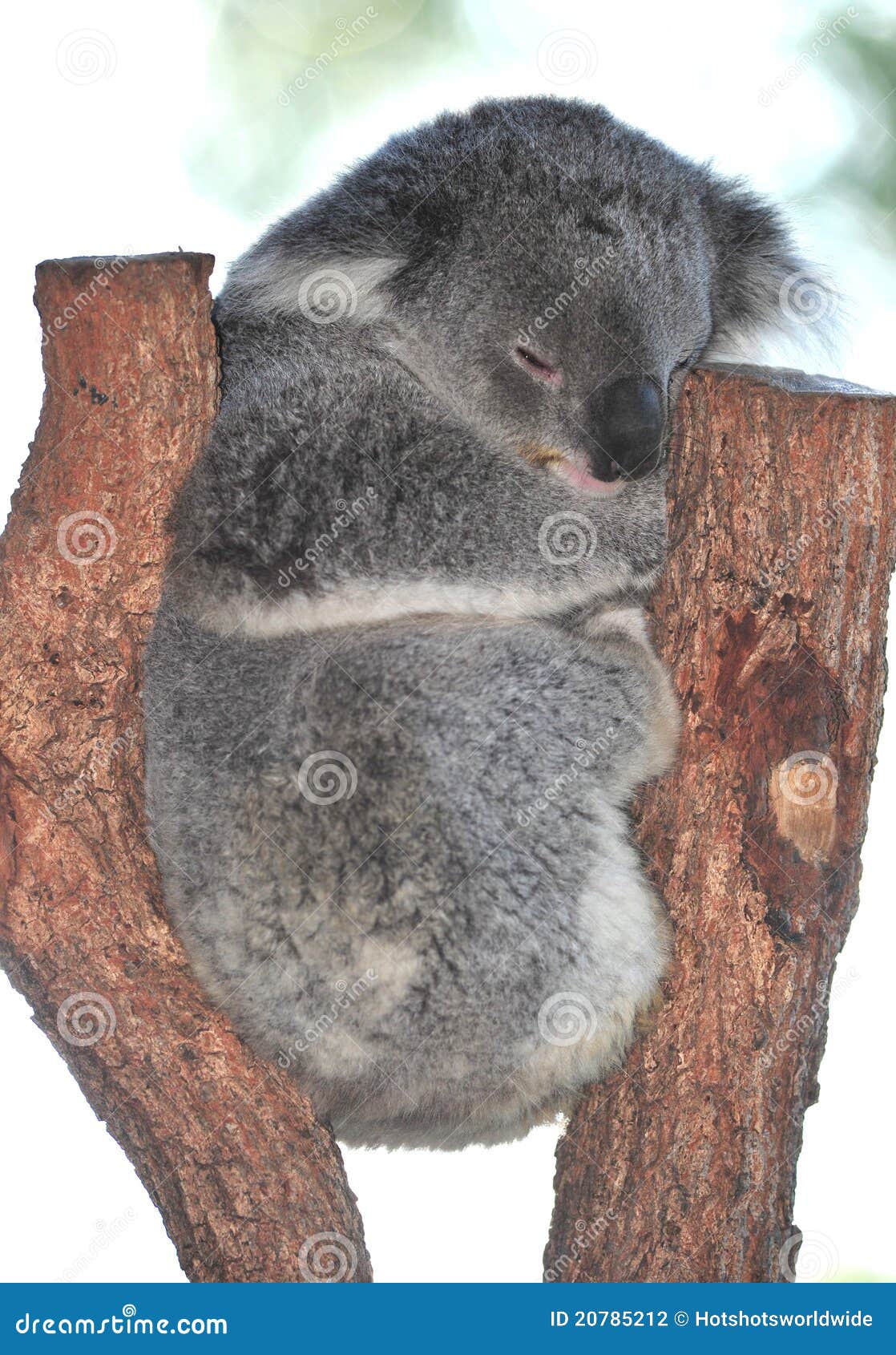 Australian Koala Bear Sleeping Tree,queensland Stock Photo - Image of ...