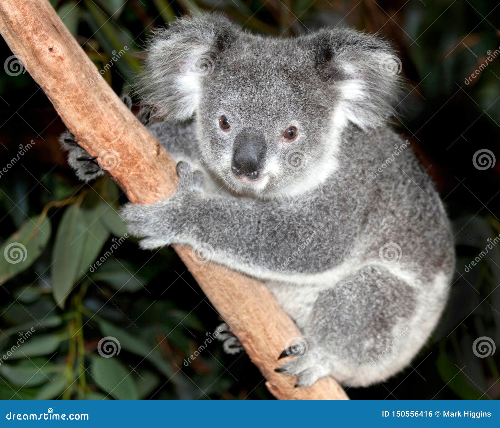 Australian Koala Bear in Tree Stock Photo - Image of baby, cute: 150556416
