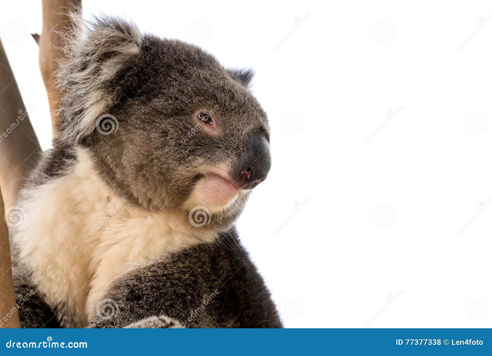 Australian Koala Close Up Isolated Stock Photo - Image of fuzzy, hold ...