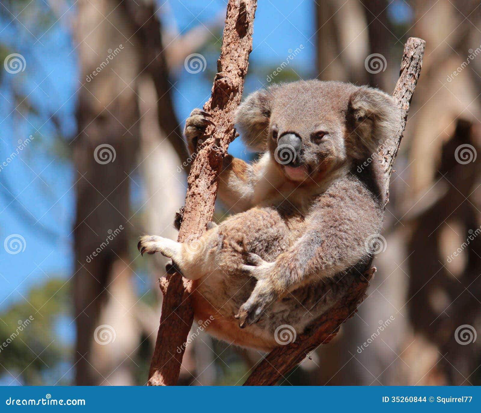 Australian Koala Relaxing in Tree Stock Photo - Image of outdoors, wild ...