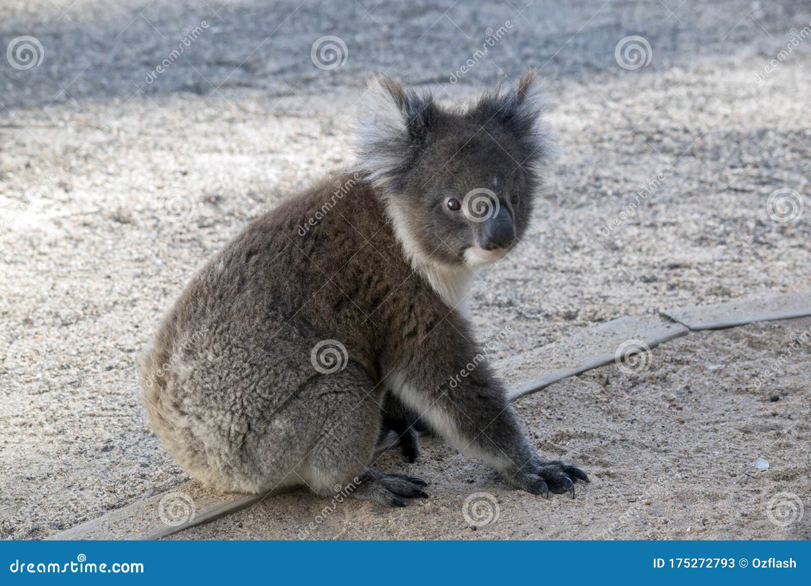The Australian Koala is Resting on the Ground Stock Image - Image of ...
