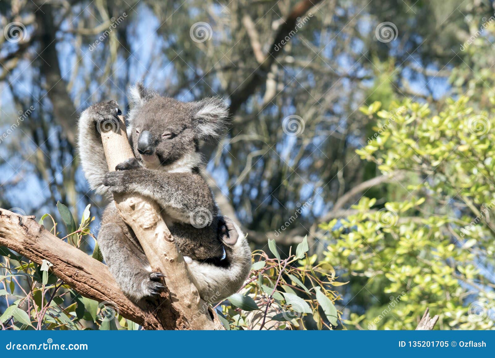 An Australian koala stock image. Image of cuddly, eucalyptus - 135201705