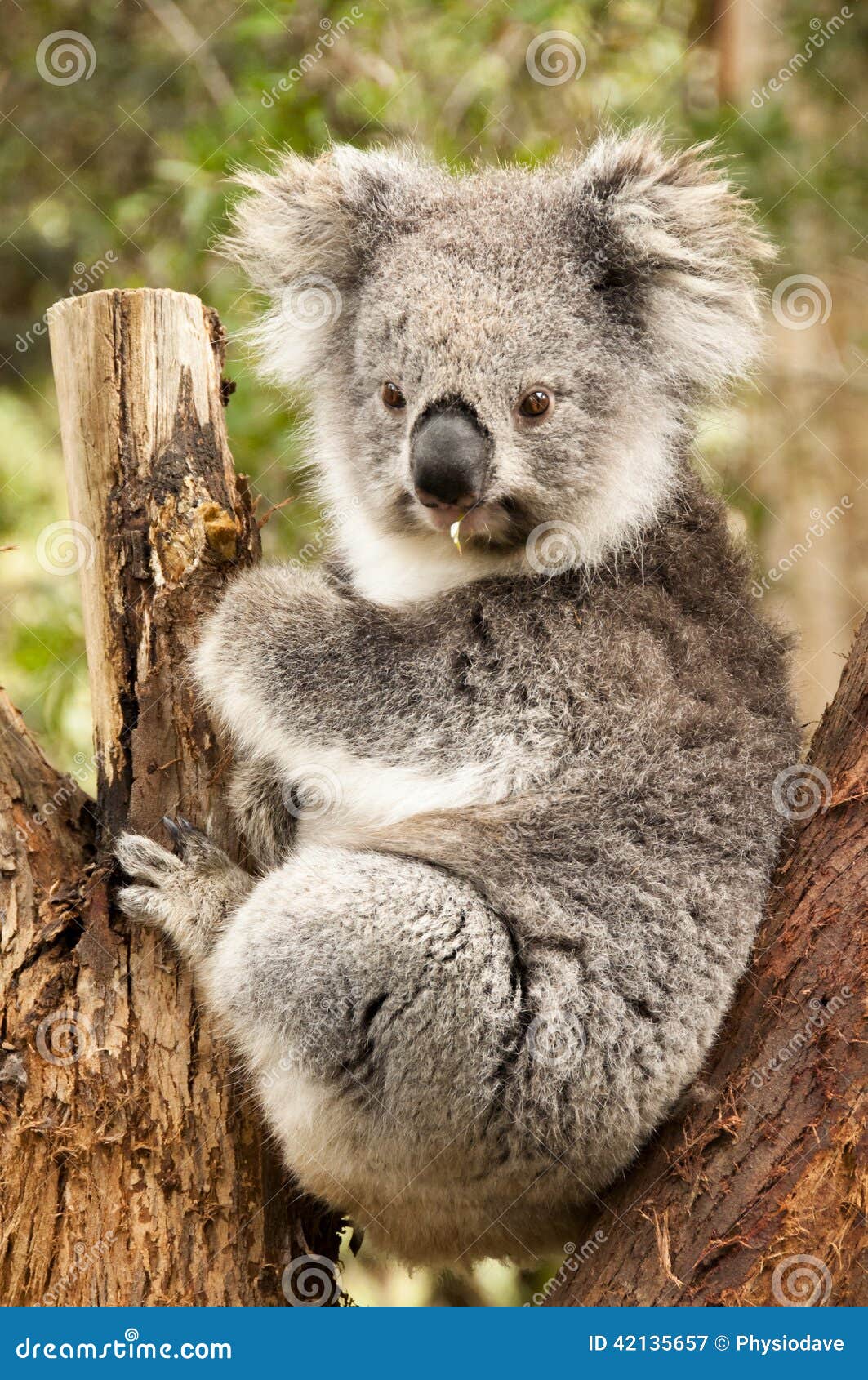 Australian Koala Phascolarctidae Stock Photo | CartoonDealer.com #156952692