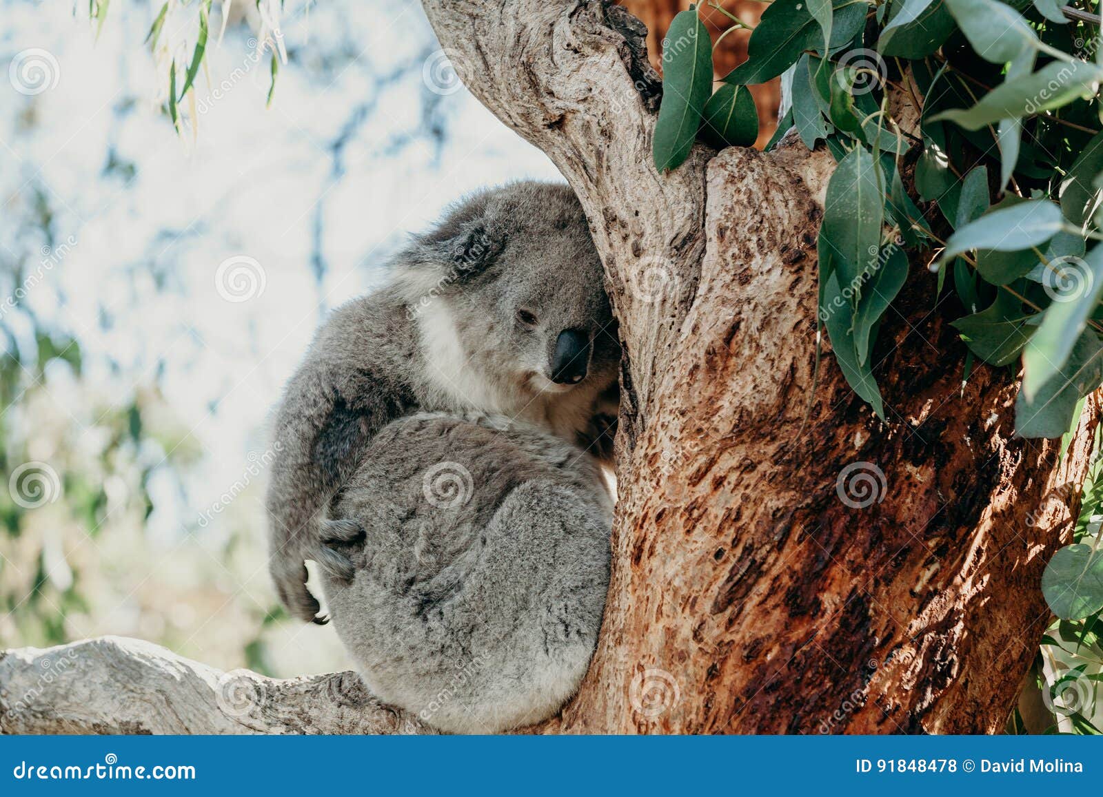 Australian Koala Sleeping while Grabbing an Eucalyptus Tree Branch ...