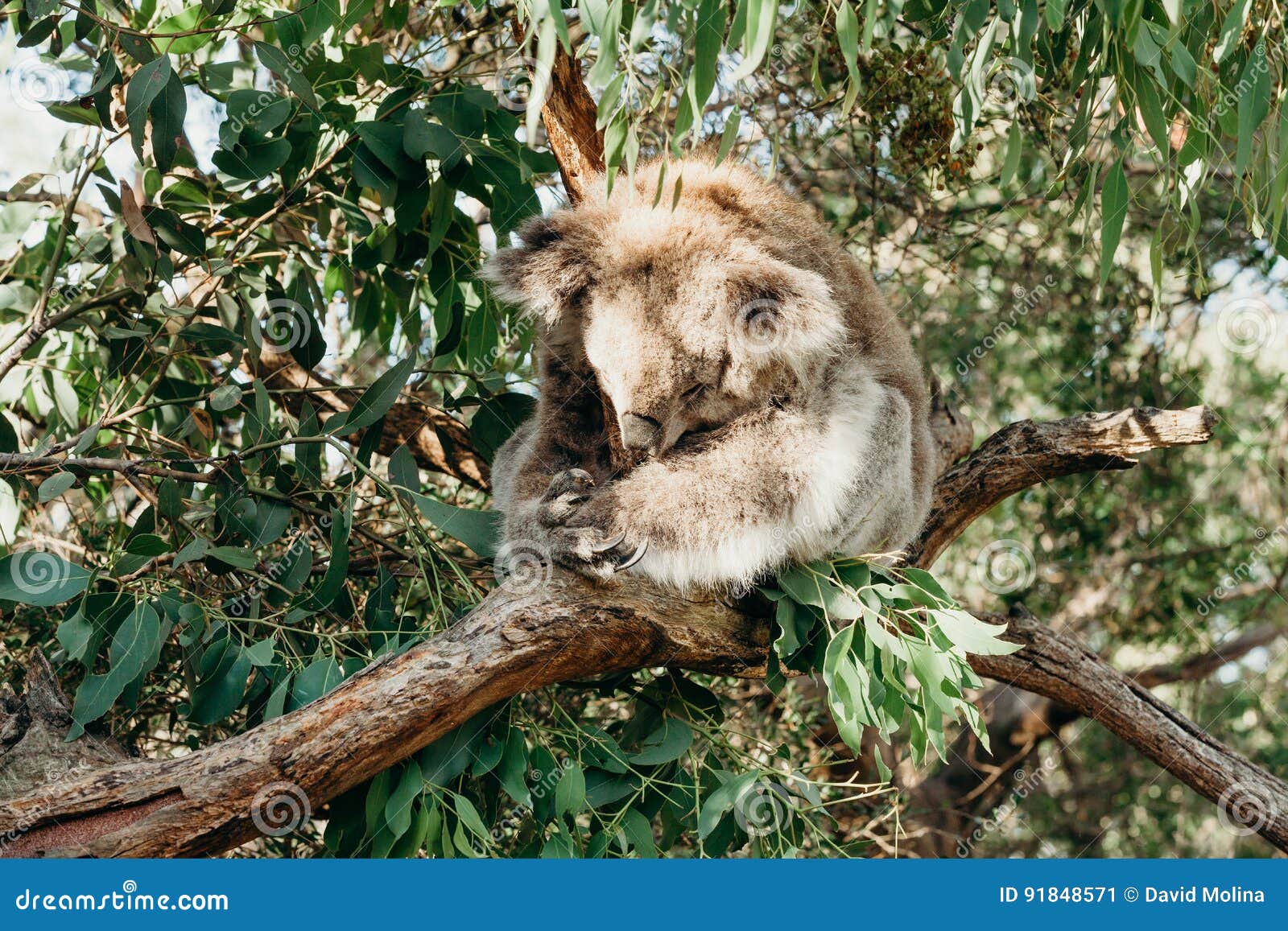 Australian Koala Sleeping while Grabbing an Eucalyptus Tree Branch ...