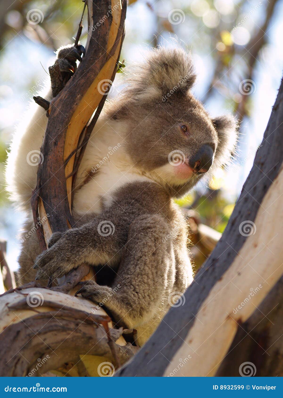Australian Koala Phascolarctidae Stock Photo | CartoonDealer.com #156952692