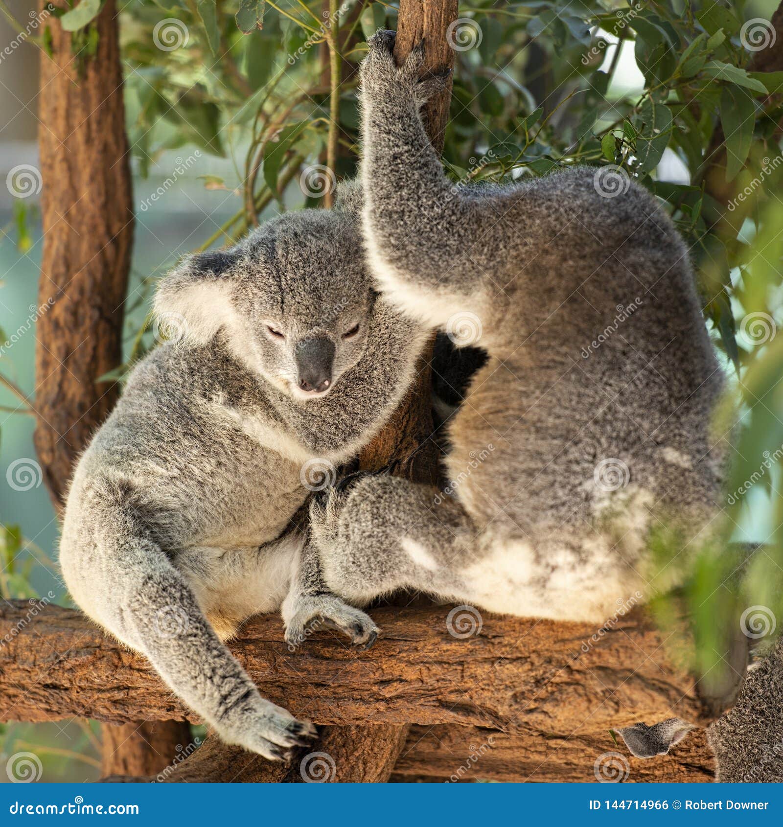 Australian Koalas stock photo. Image of australia, aussie - 144714966