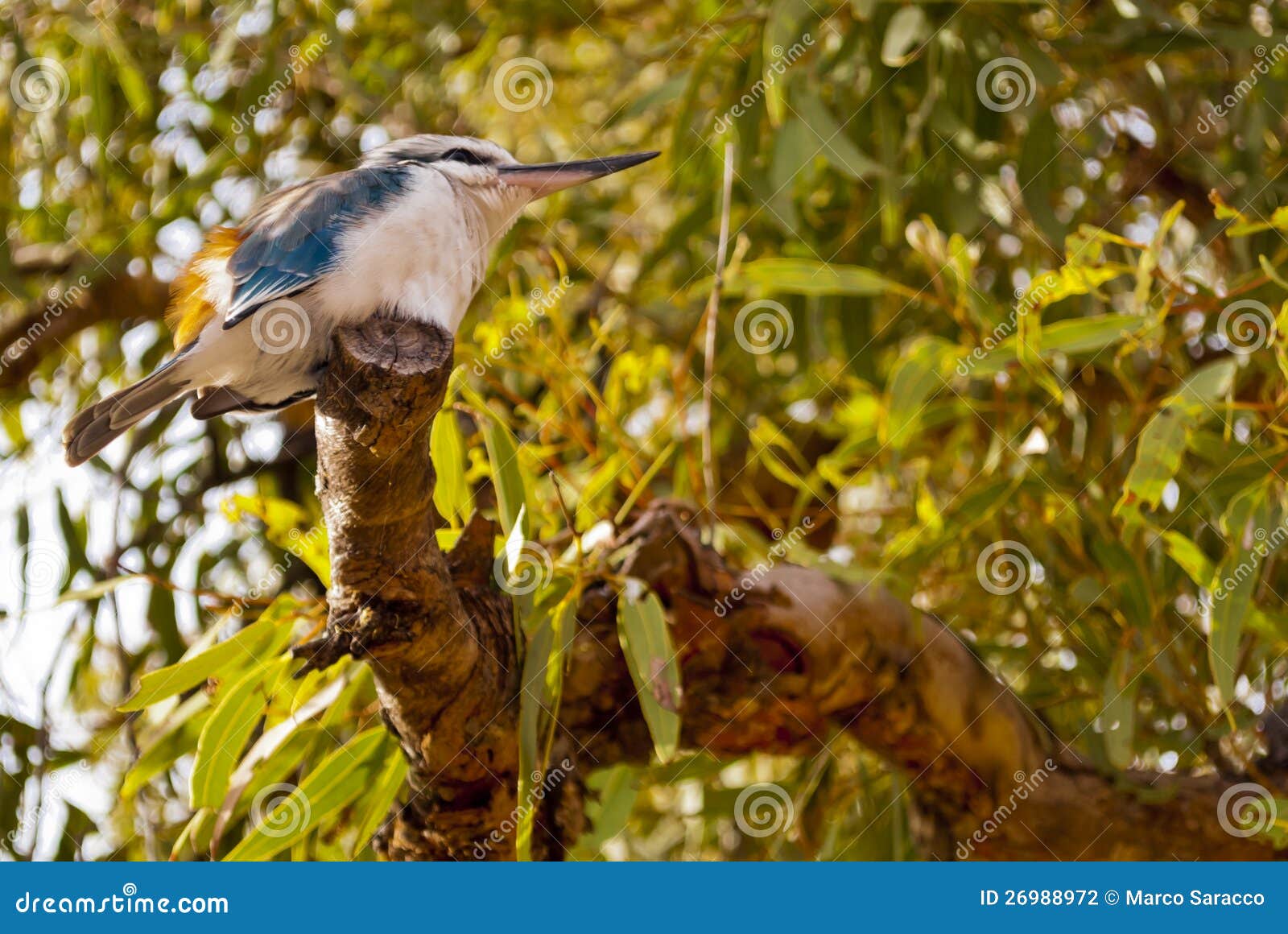 Australian Kookaburra stock photo. Image of plant, forest - 26988972