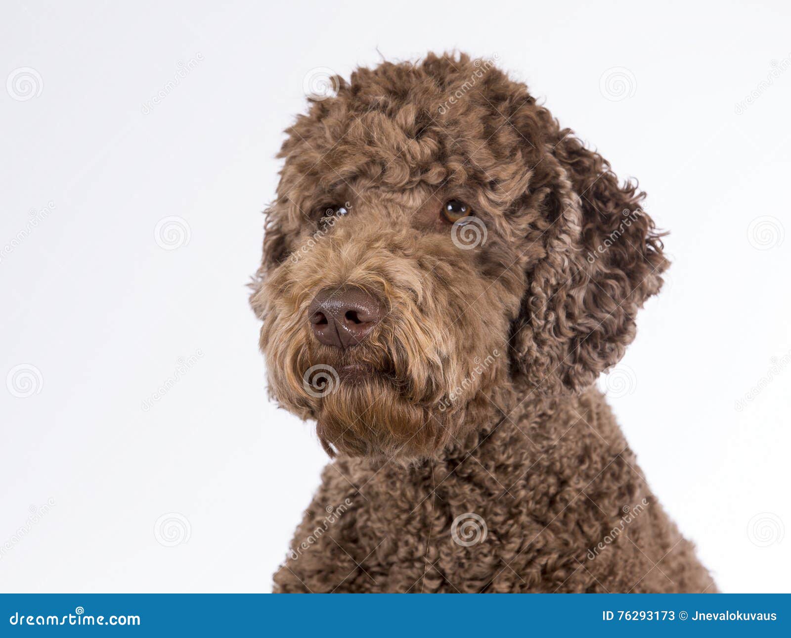 Australian Labradoodle Portrait Royalty-Free Stock Image ...