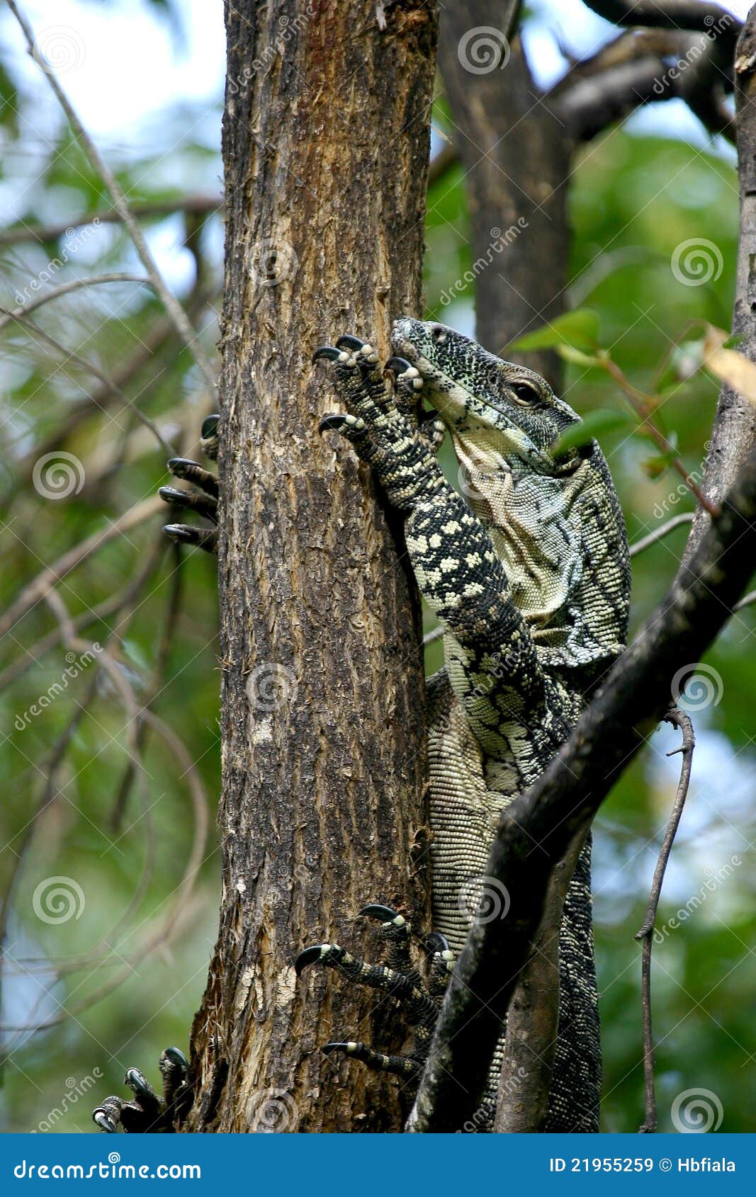 Australian lace monitor stock image. Image of australia - 21955259