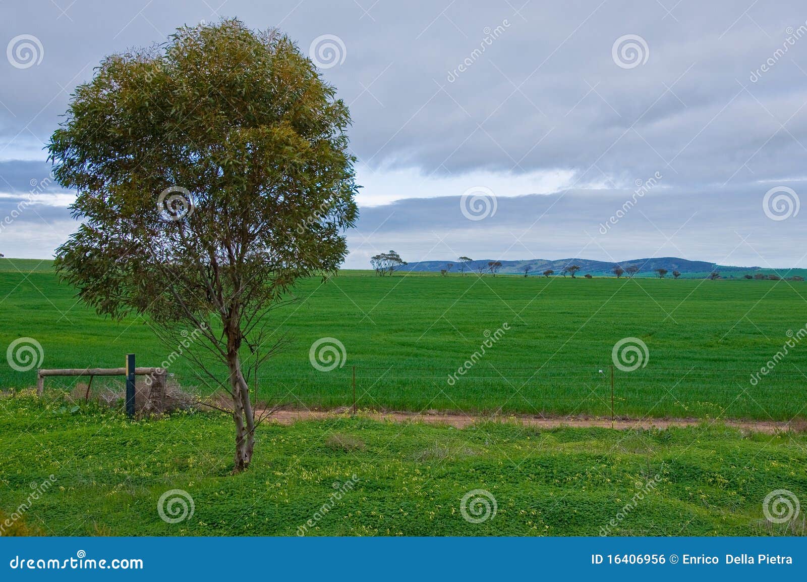 Australian Landscape Of Native Trees In Snow Capped Mountains With ...