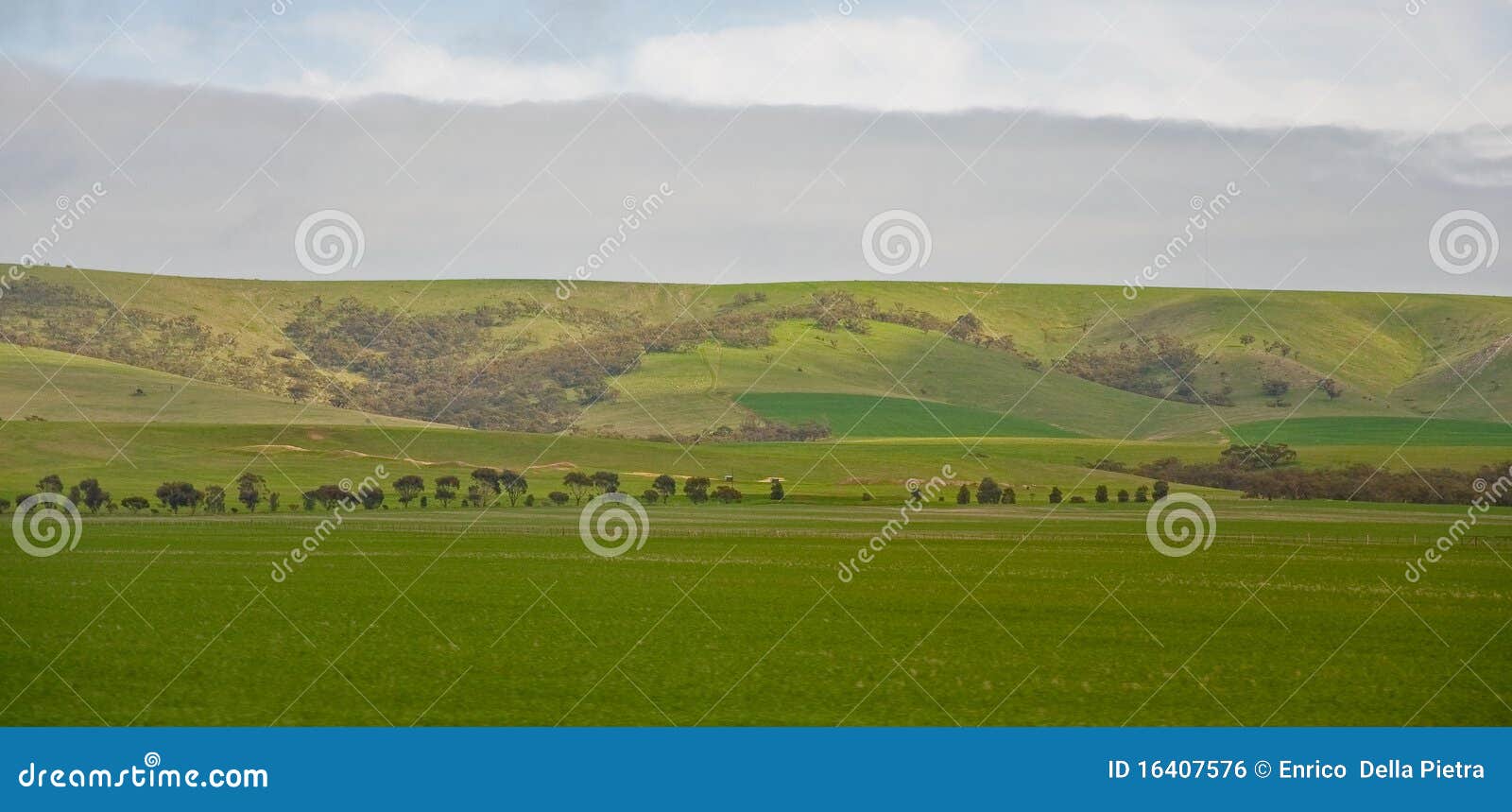 Australian Landscape Of Native Trees In Snow Capped Mountains With ...