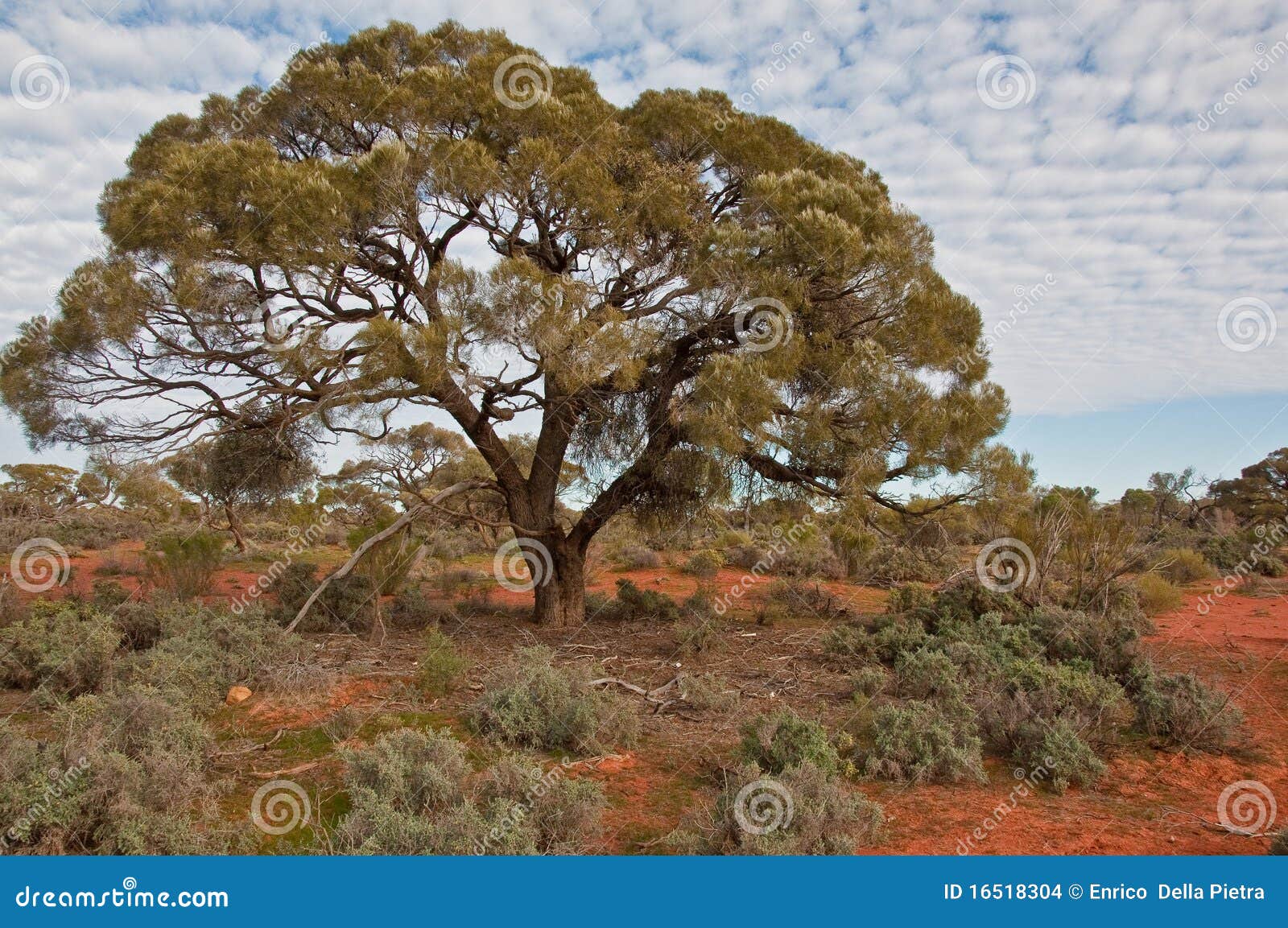 The australian landscape stock photo. Image of tree, colorful - 16518304
