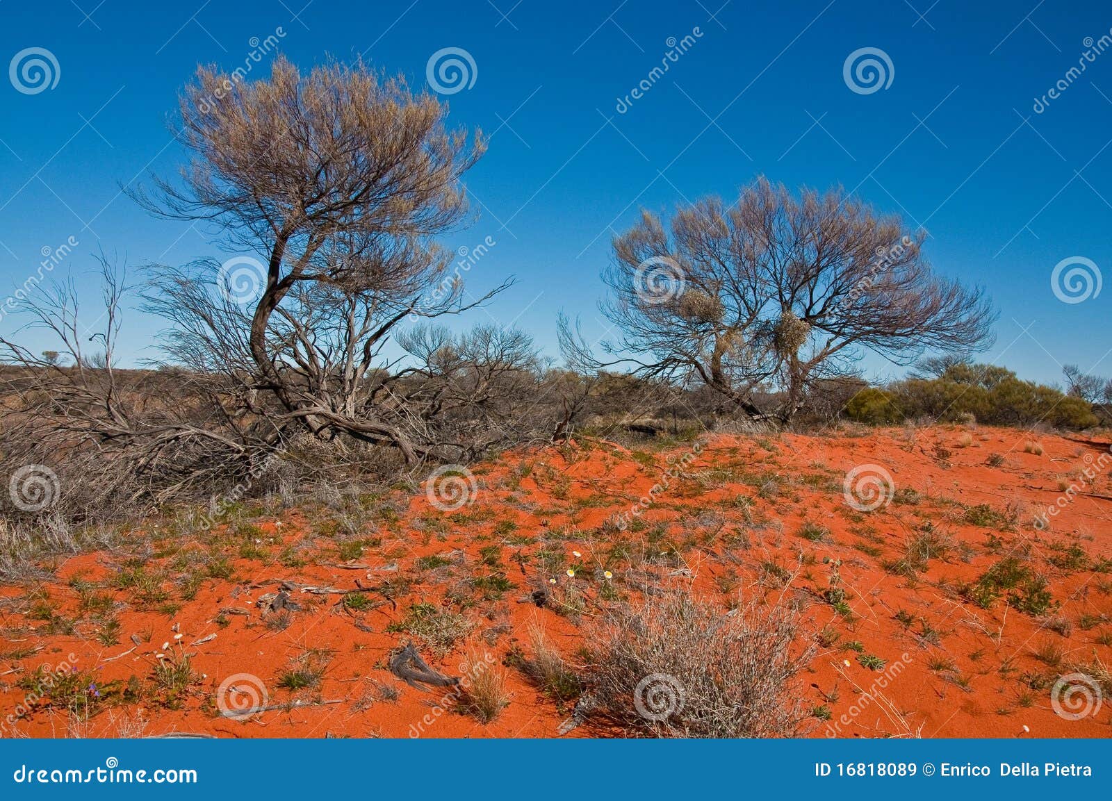 Australian Landscape Of Native Trees In Snow Capped Mountains With ...