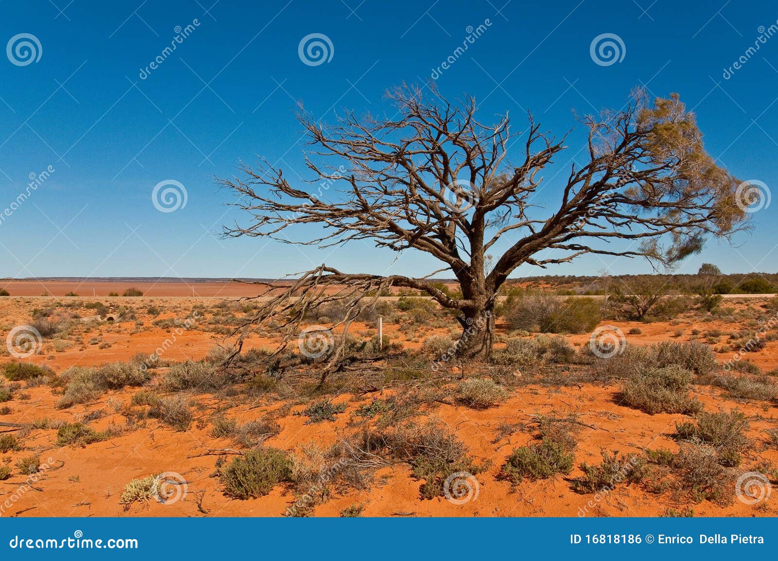Australian landscape stock photo. Image of tree, vacation - 16818186