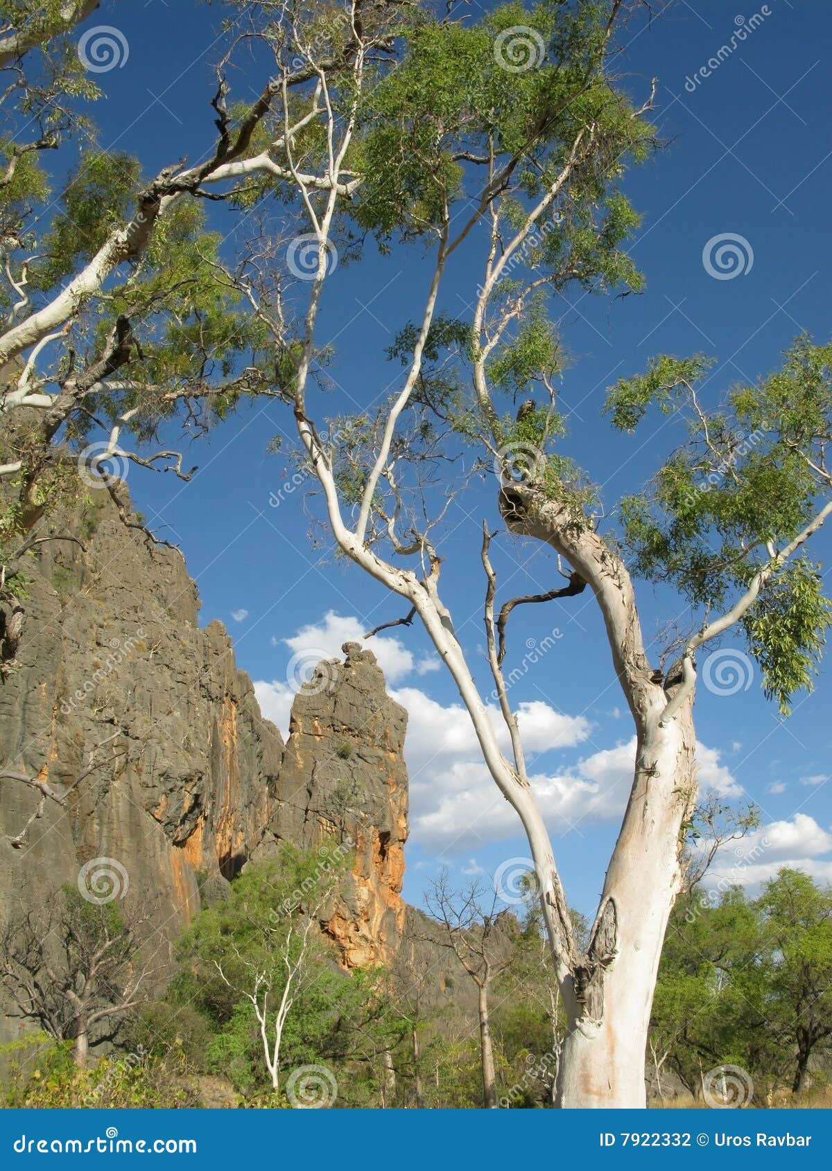 Australian landscape stock photo. Image of shrubbery, scenic - 7922332