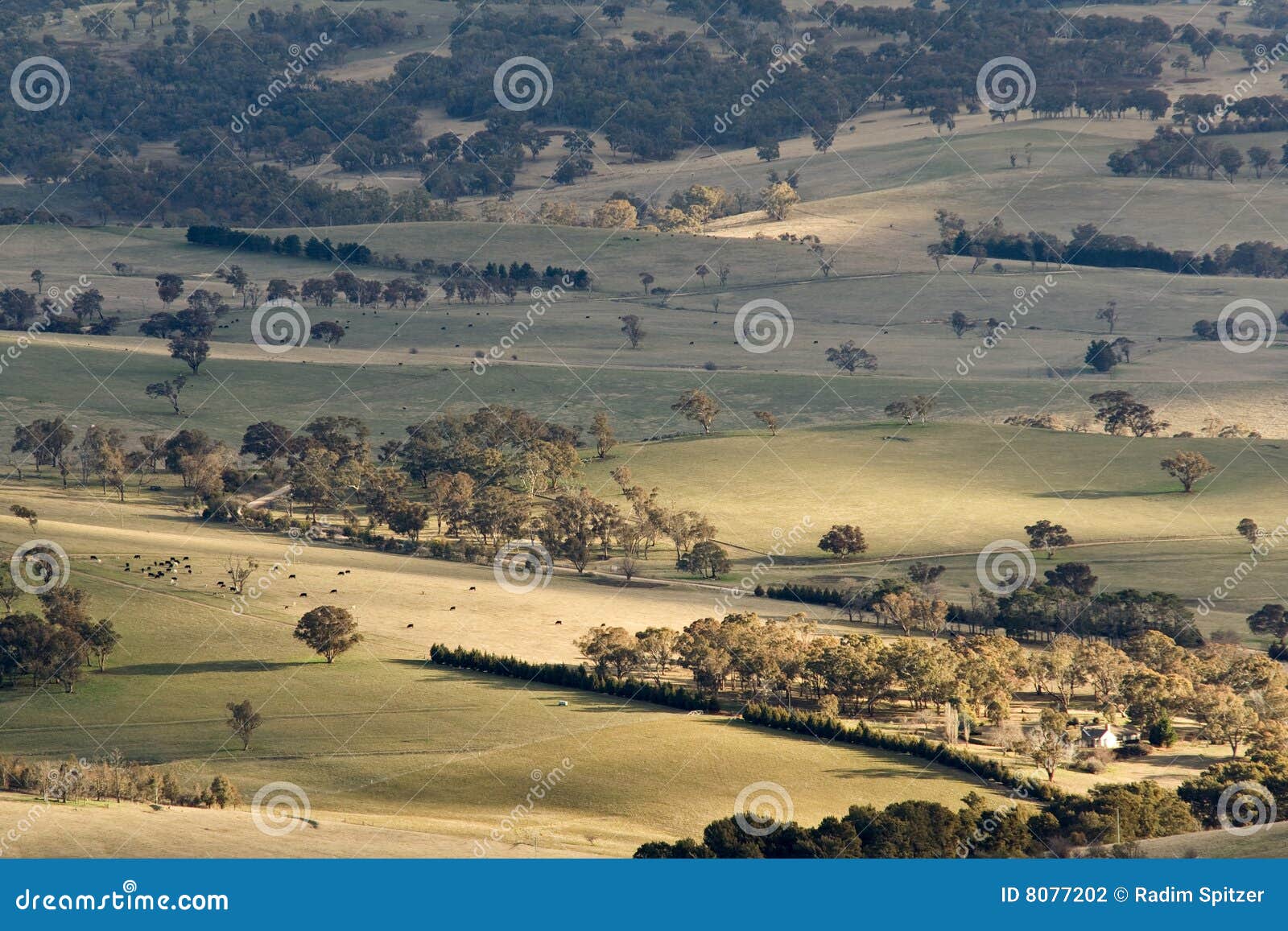 Australian Landscape stock photo. Image of farmland, graze - 8077202