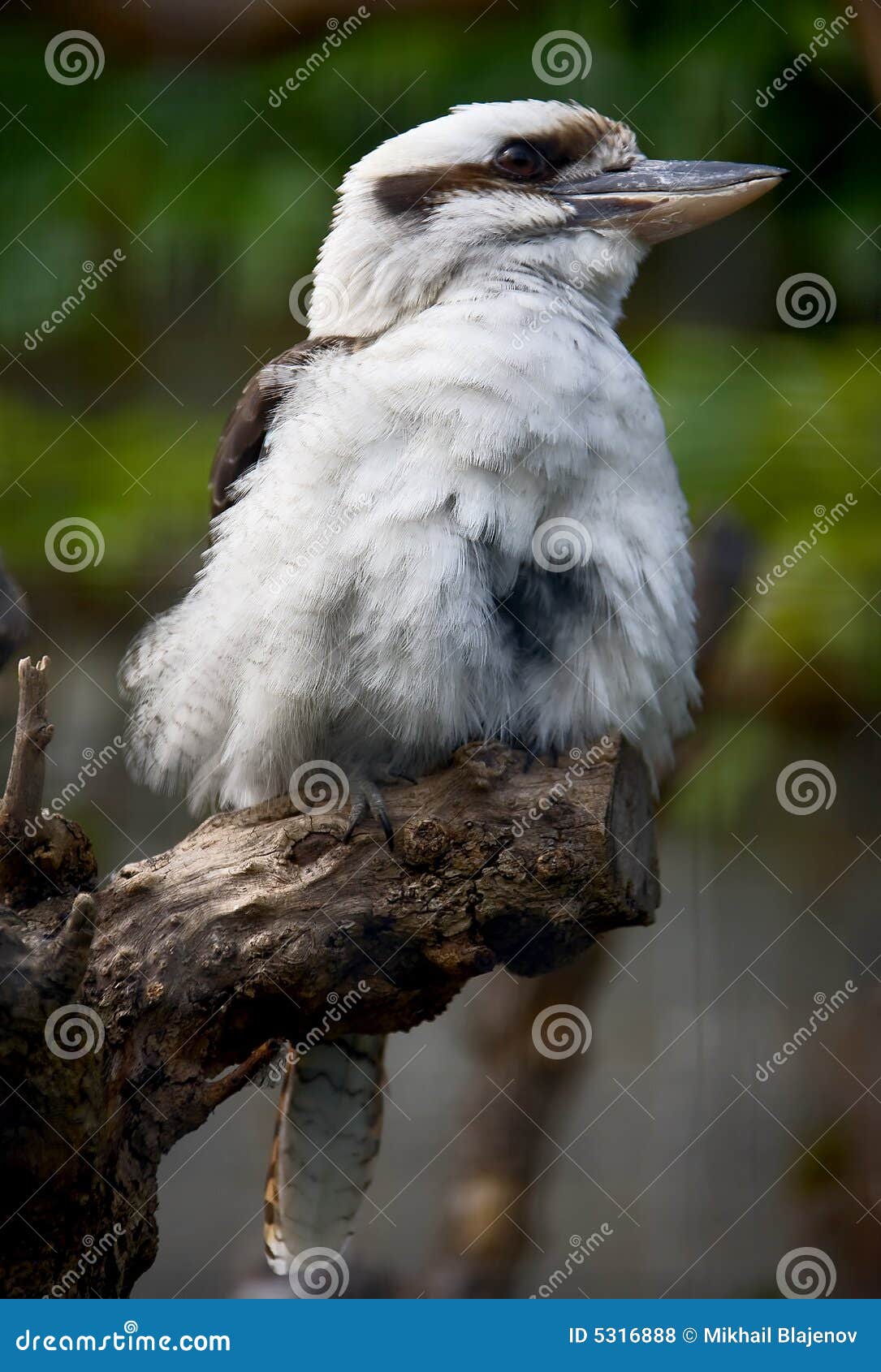 Australian Laughing Jackass 3 Picture. Image: 5316888