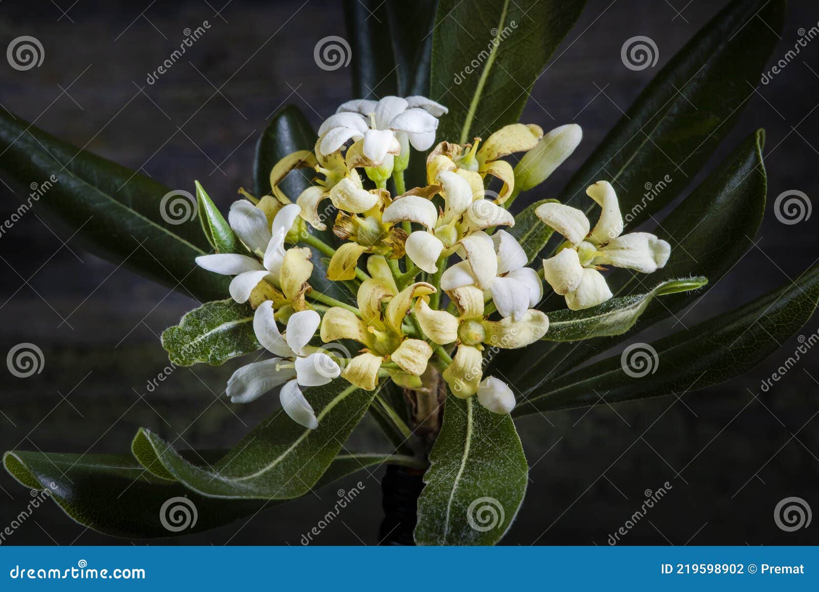 Australian Laurel Flower Studio Macro Photo Stock Photo - Image of ...