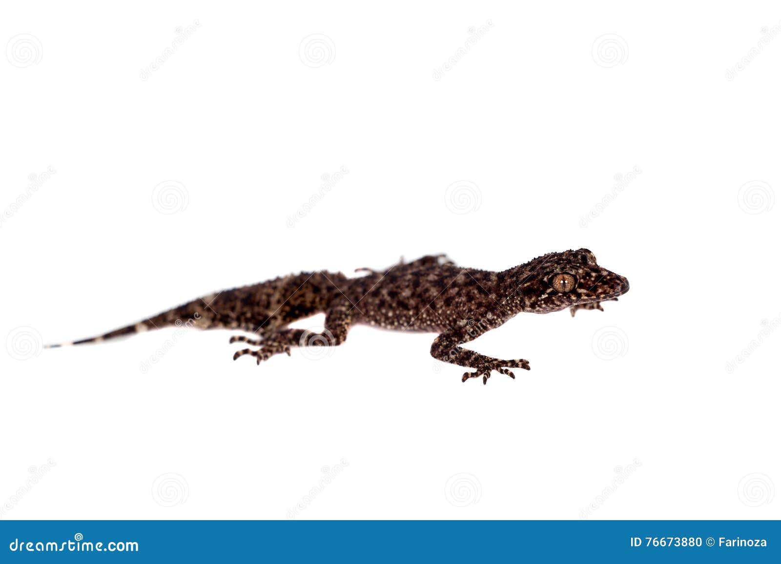 Australian Leaf-tailed Geckos on White Stock Photo - Image of life ...