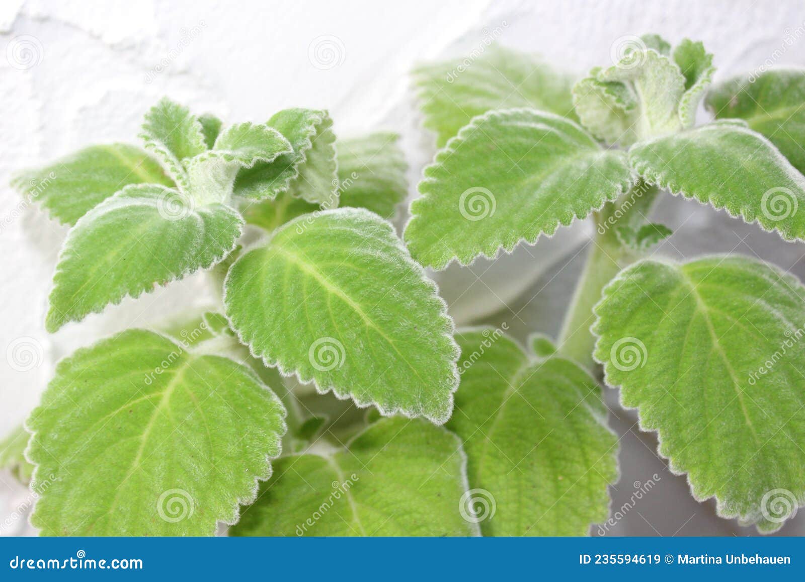 Australian lemon stock image. Image of plant, lemonaroma - 235594619