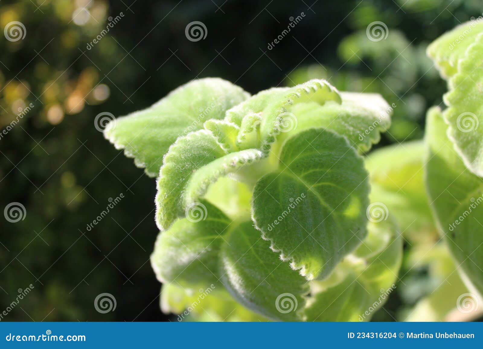 Australian lemon leaf stock photo. Image of herb, herbgarden - 234316204